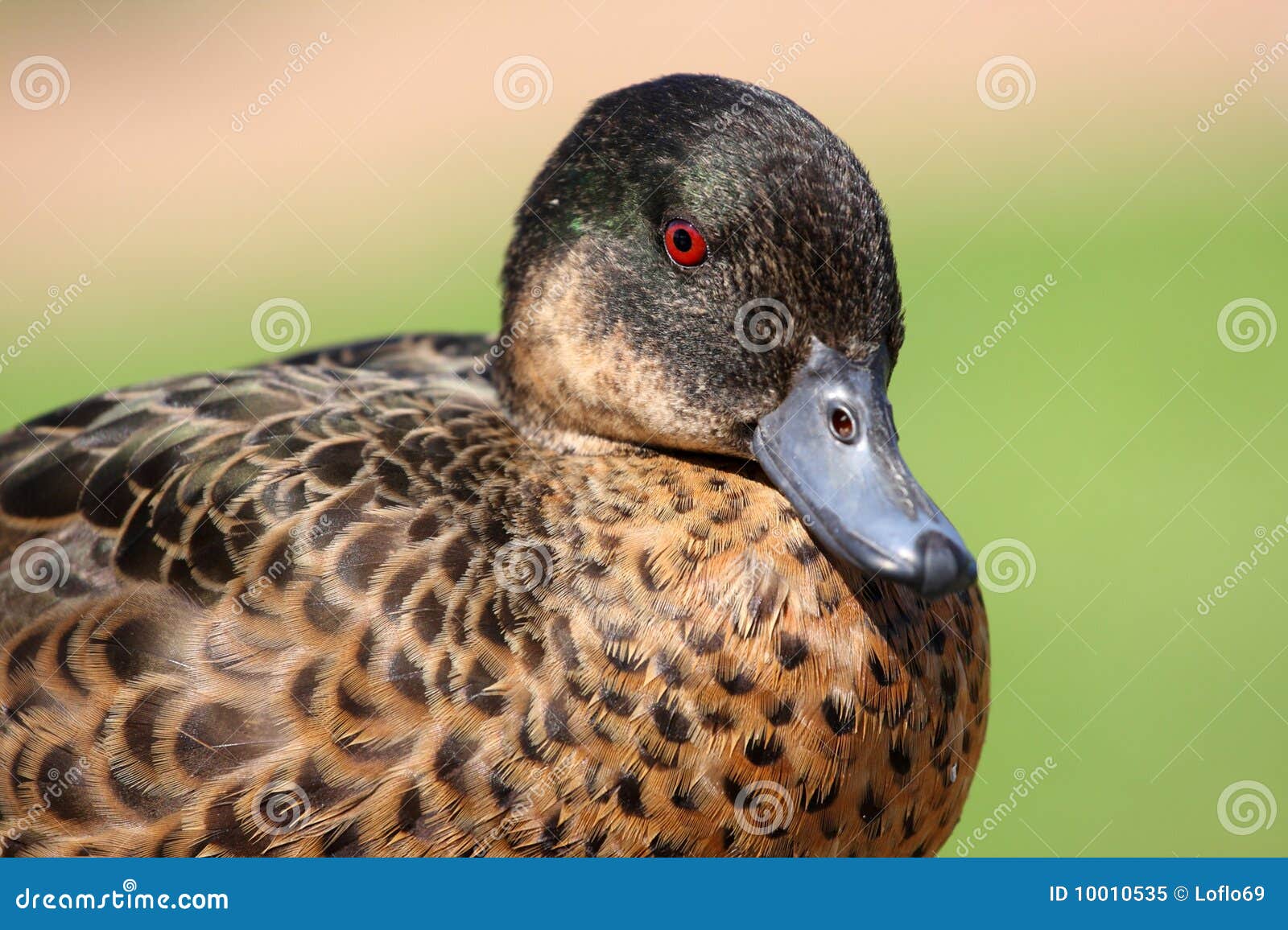 Het portret van de eend stock afbeelding. Image of enkelvoudig - 10010535