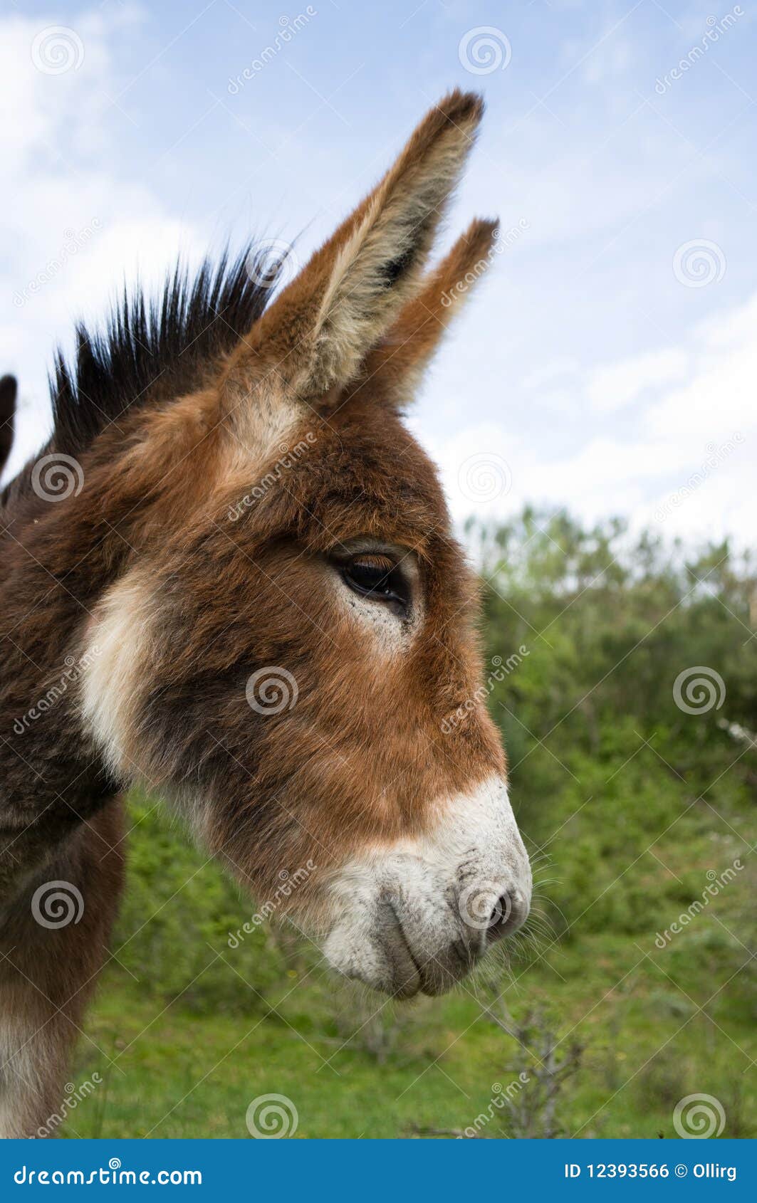 Het portret van de ezel stock foto. Image of buiten, kant - 12393566