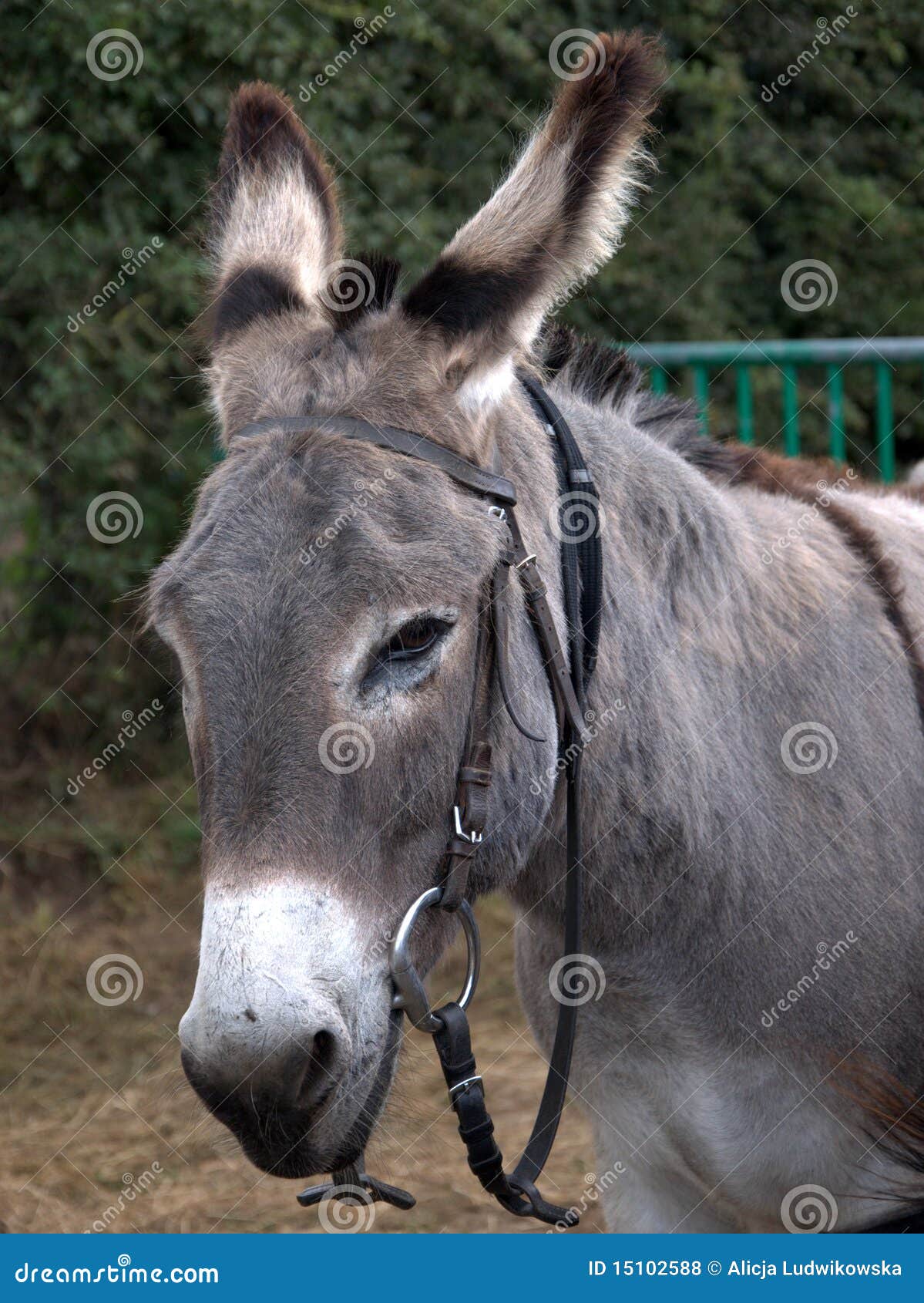 Het portret van de ezel stock foto. Image of landbouwbedrijf - 15102588
