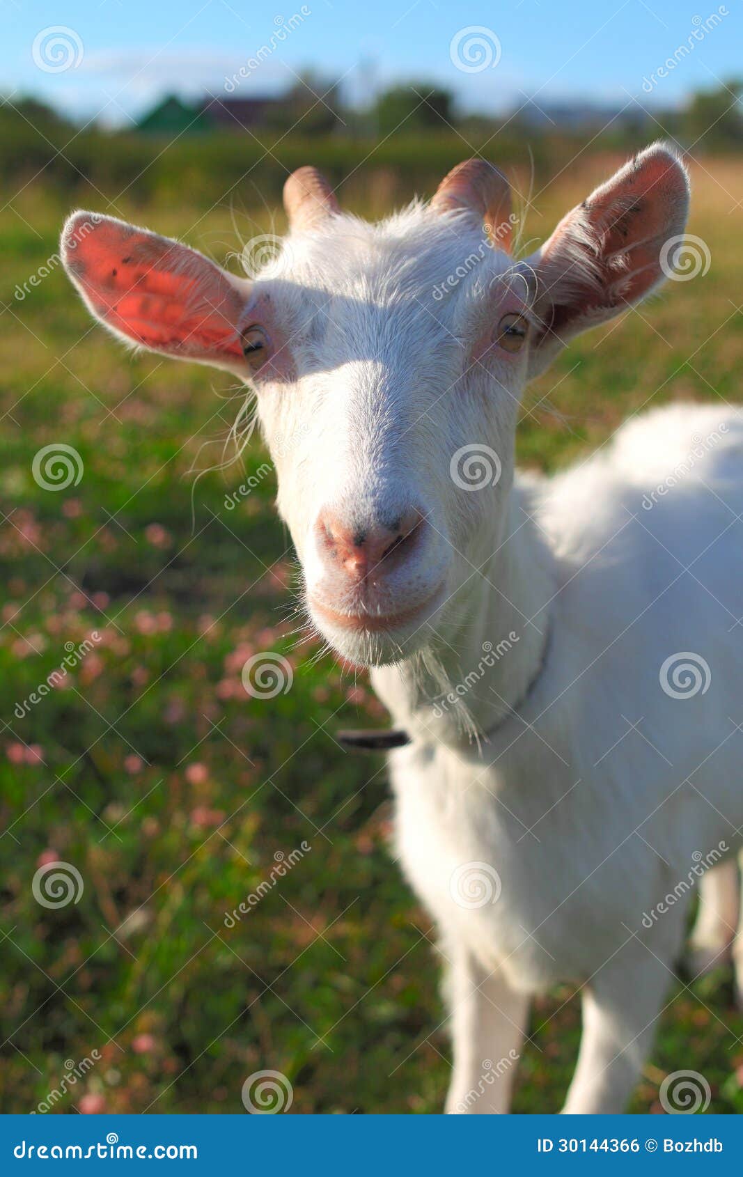 Het Portret Van De Geit Op De Groene Weide Stock Foto - Image of hoofd ...