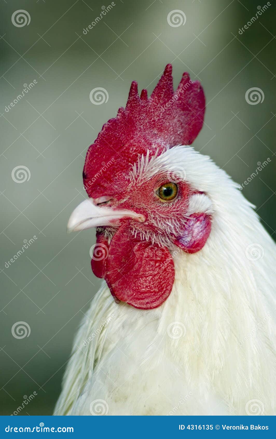 Het portret van de haan stock afbeelding. Image of landbouwbedrijf ...