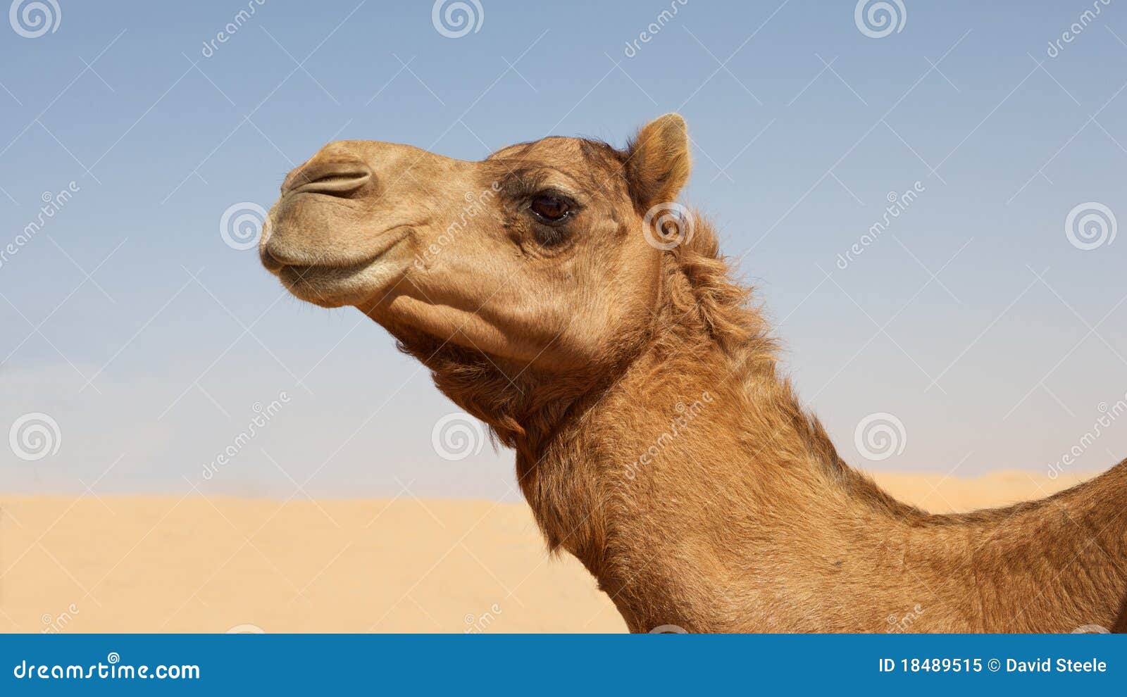 Het Portret van de kameel stock afbeelding. Image of onvruchtbaar ...