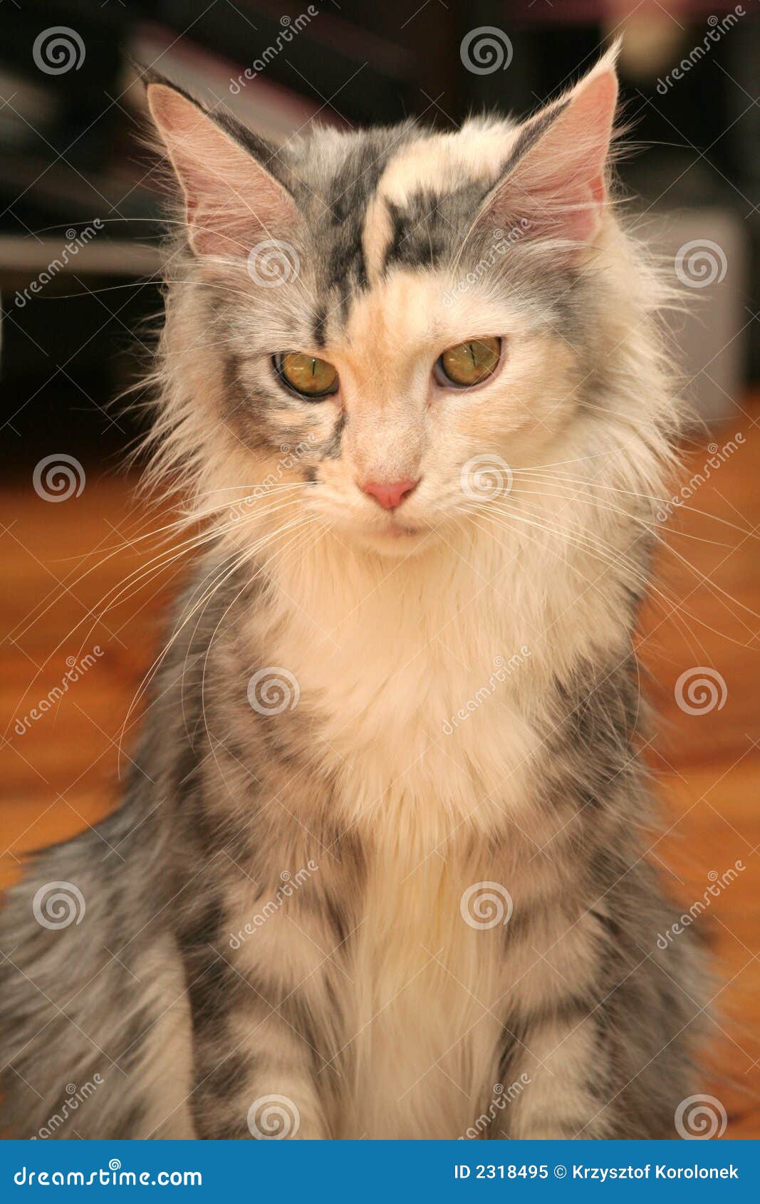 Het portret van de kat stock afbeelding. Image of poesje - 2318495