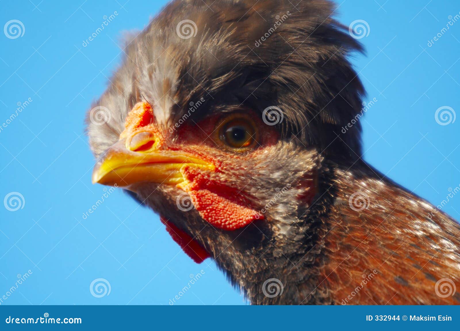 Het portret van de kip #4 stock foto. Image of vogel, stijl - 332944