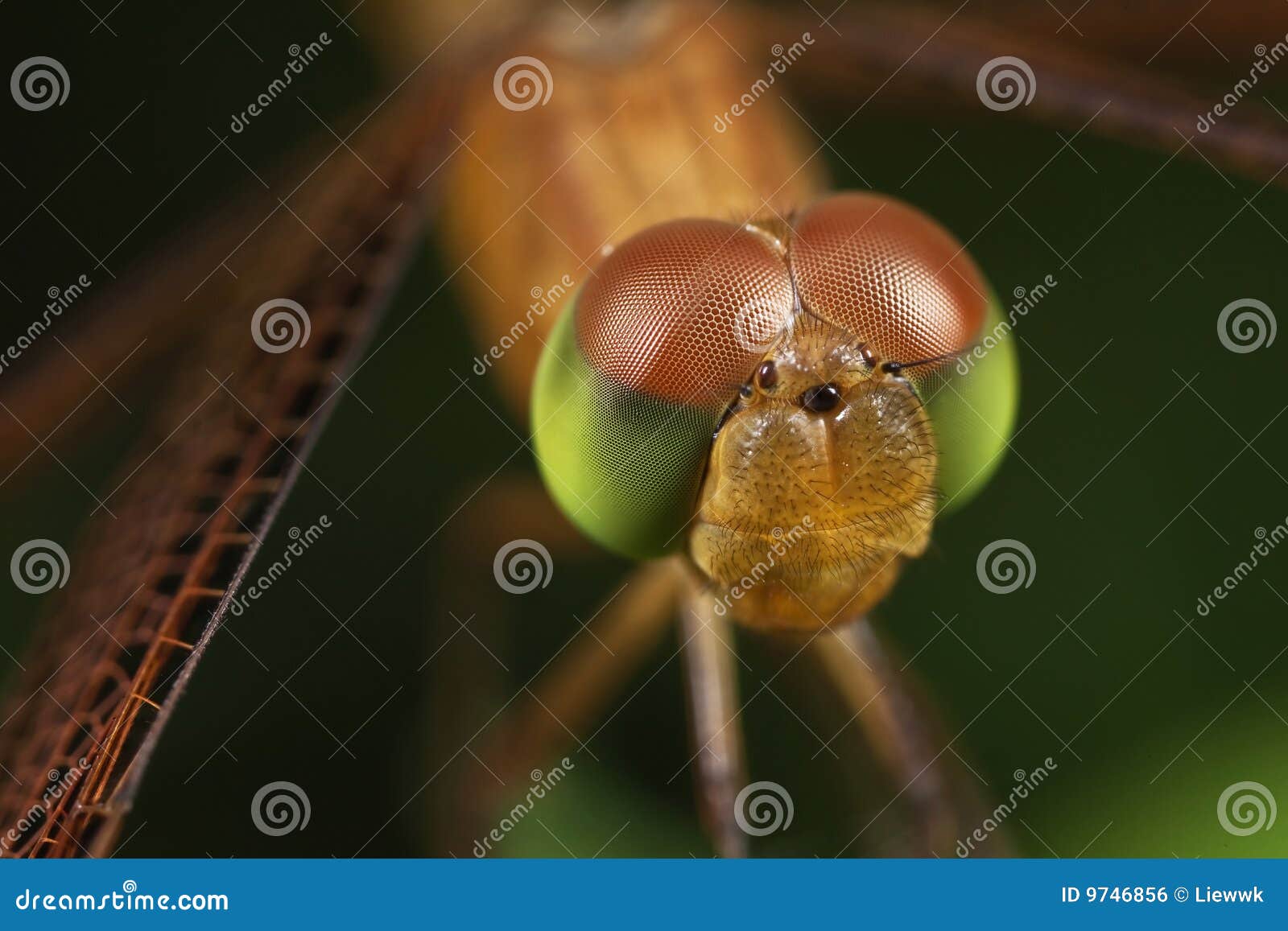 Het portret van de libel stock foto. Image of nave, dier - 9746856