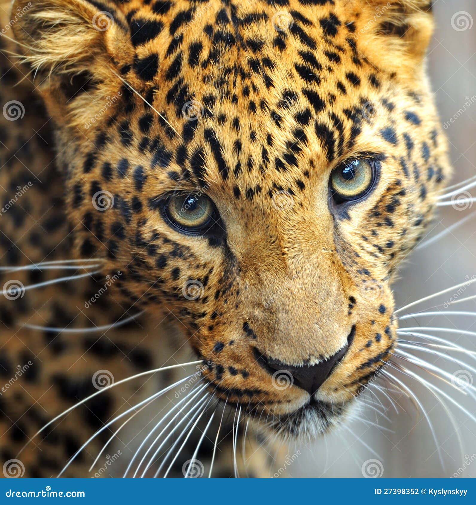 Het Portret Van De Luipaard Stock Foto - Image of afrika, dier: 27398352