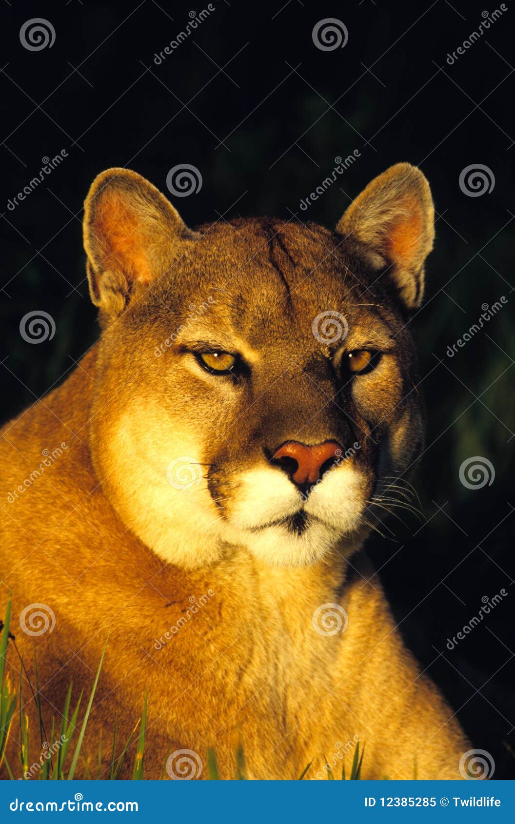 Het Portret van de poema stock afbeelding. Image of roofdier - 12385285