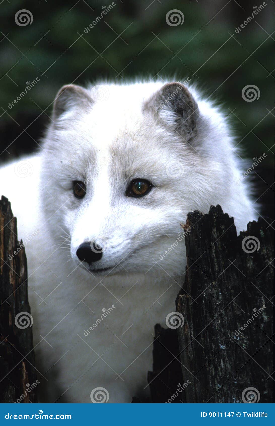 Het Portret van de Poolvos stock afbeelding. Image of noordpool - 9011147