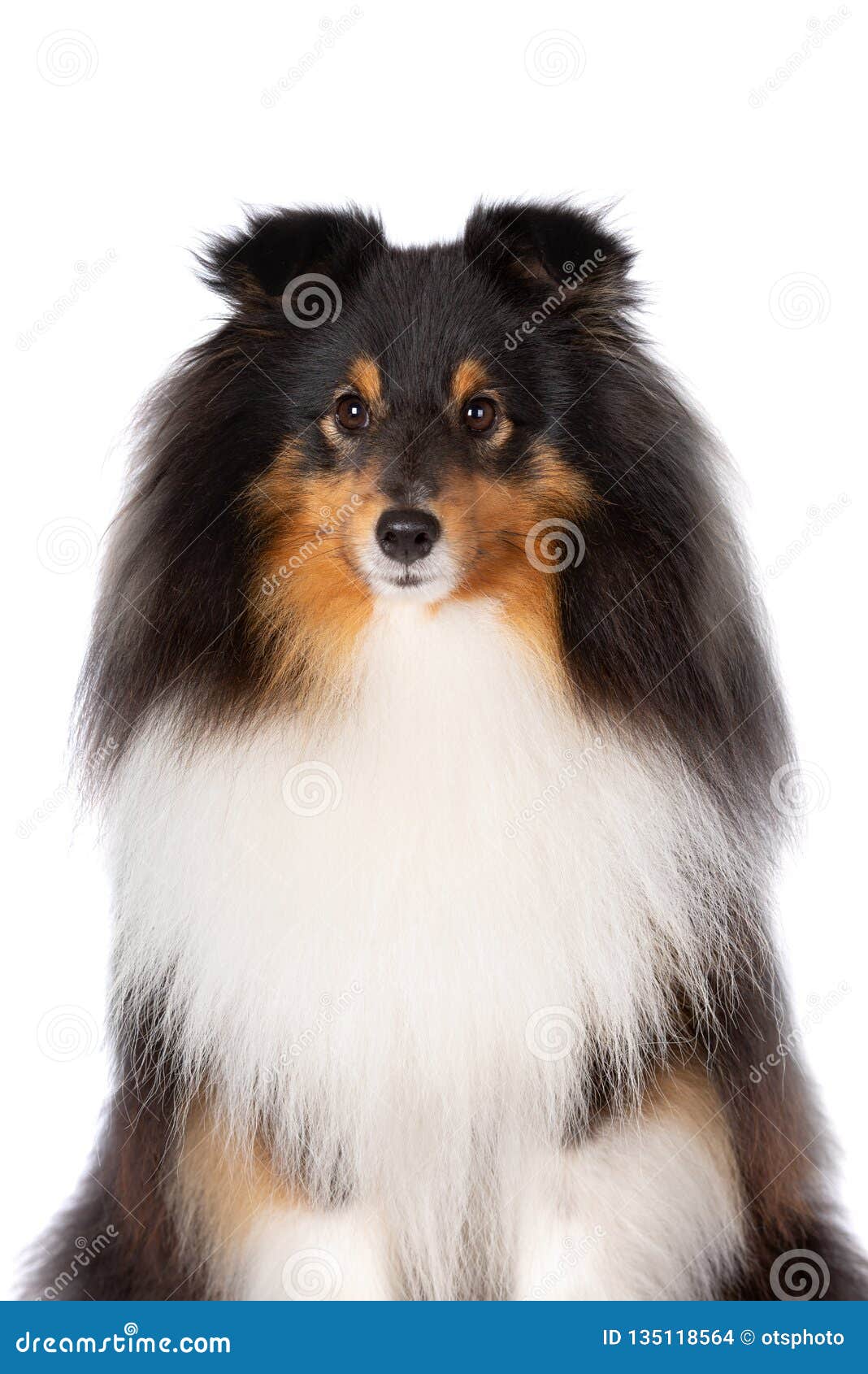 Het Portret Van De Sheltiehond Op Witte Achtergrond Stock Foto - Image ...
