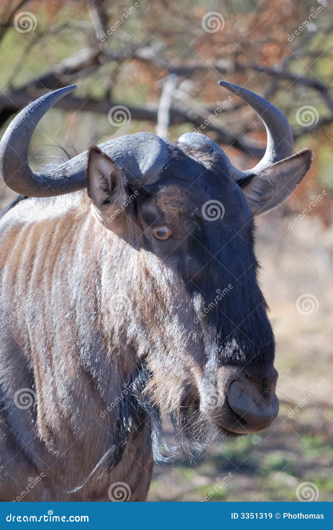 Het portret van Gnu´s stock afbeelding. Image of gnoe - 3351319