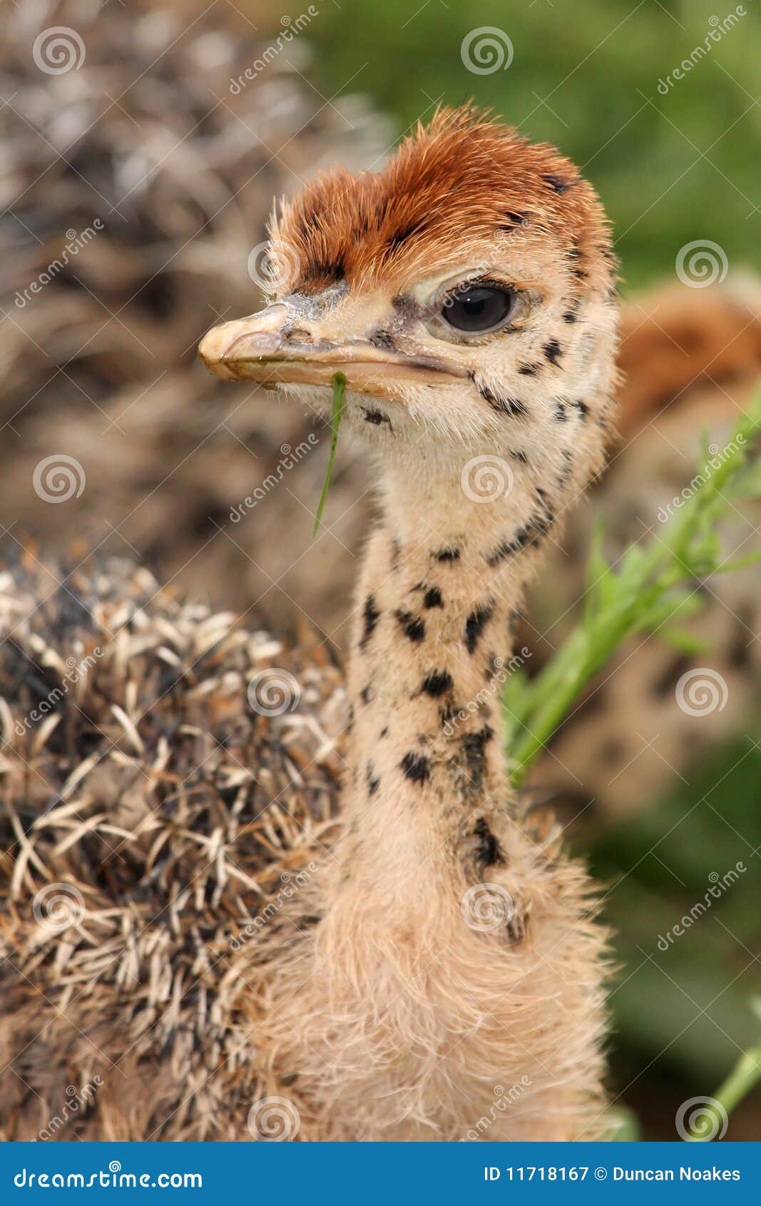 Het Portret Van Het Kuiken Van De Struisvogel Stock Afbeelding - Image ...
