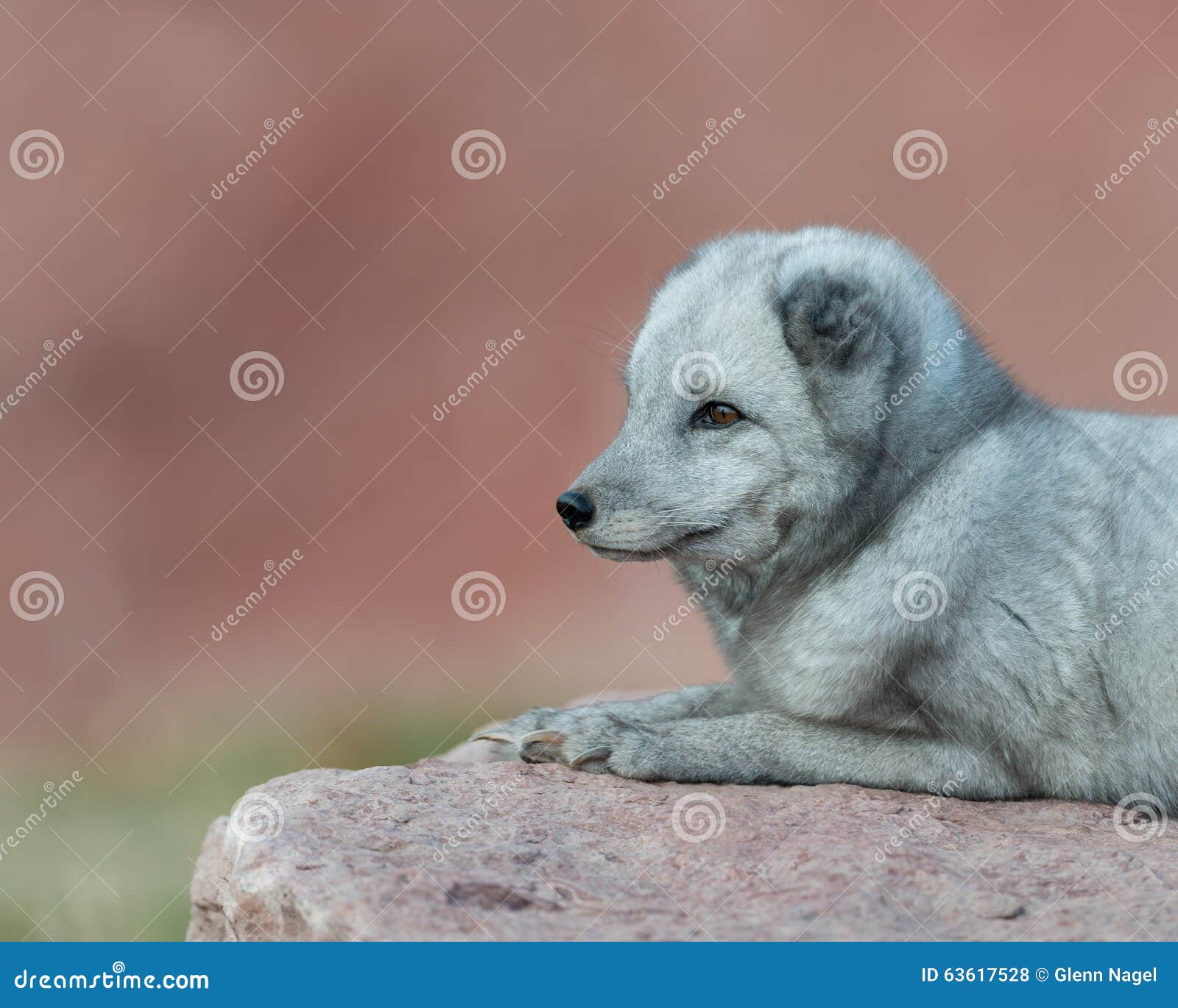 Het Portret Van Het Poolvosprofiel Stock Foto - Image of nave ...