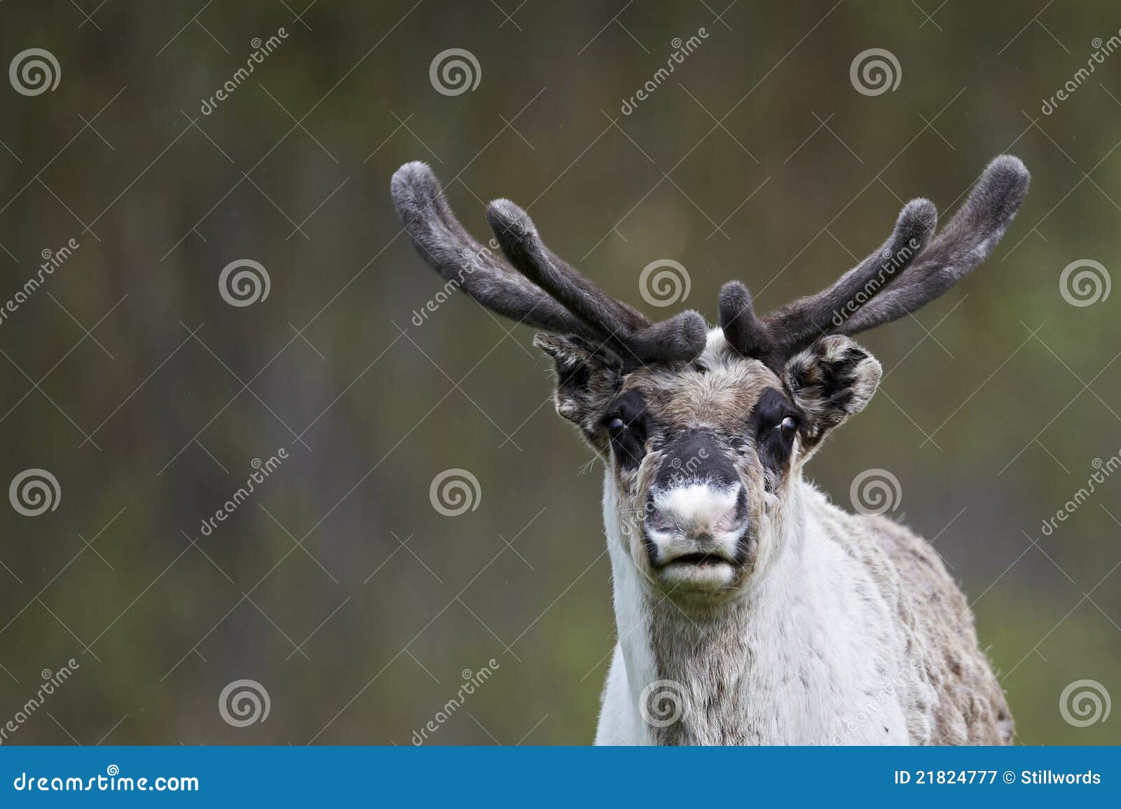 Het Portret Van Het Rendier Stock Afbeelding - Image of noordpool ...