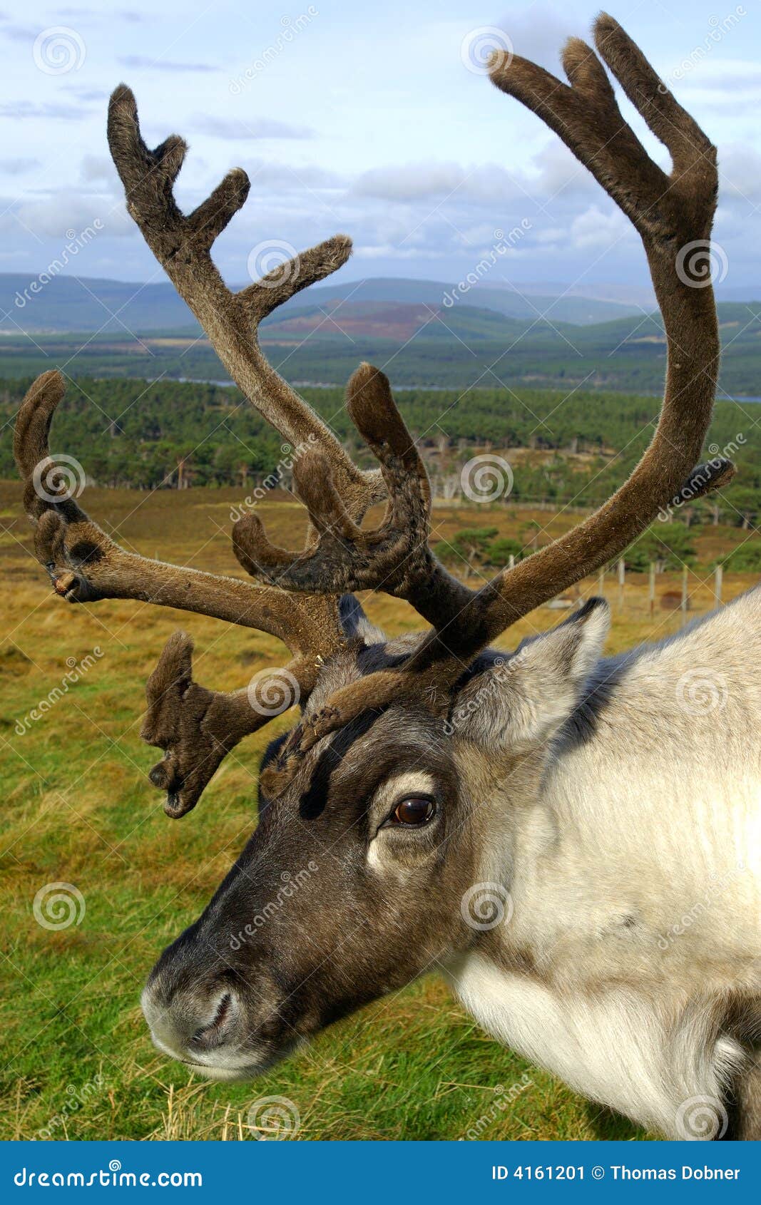 Het Portret Van Het Rendier Stock Afbeelding - Image of tegenstanders ...