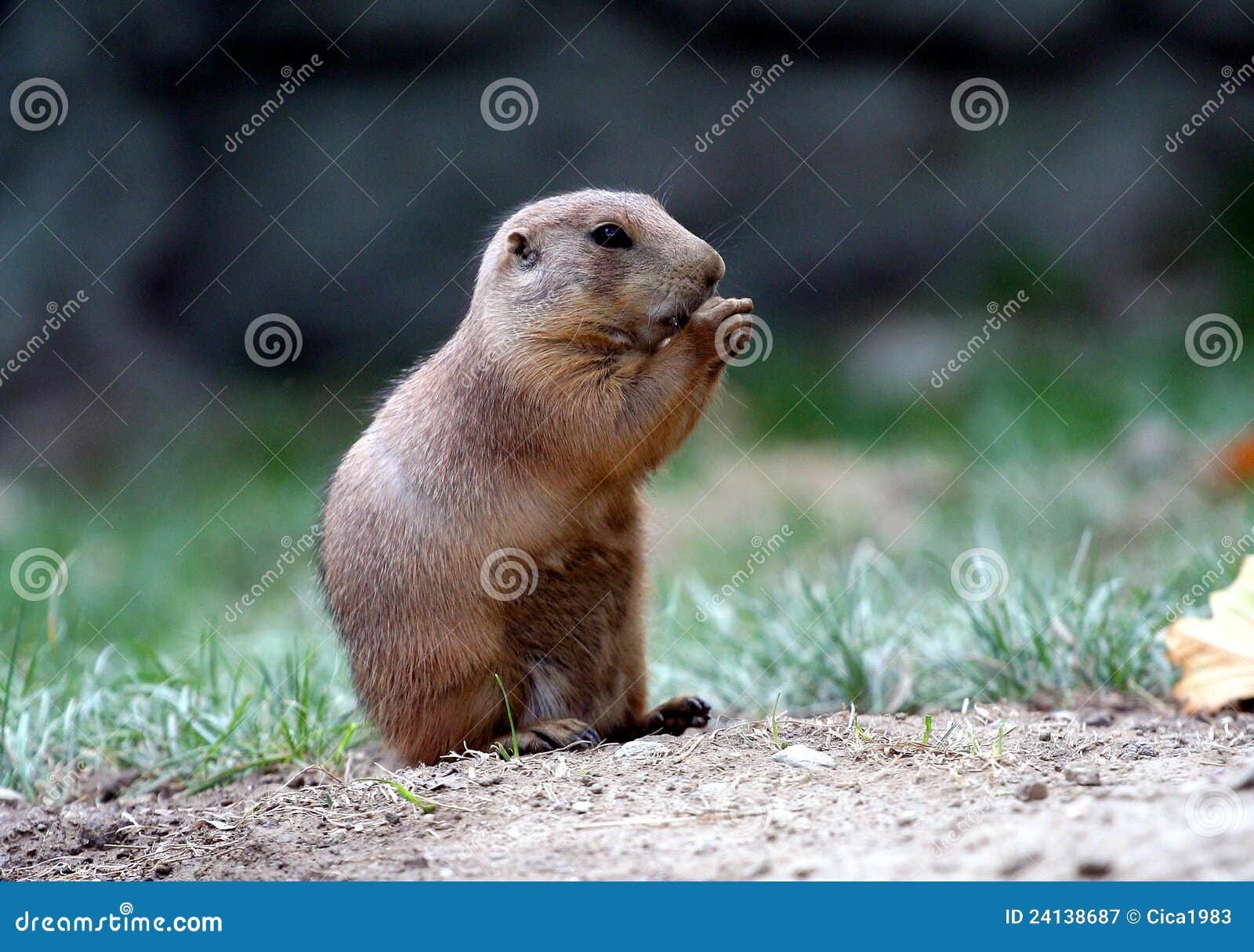 Het portret van Lemming stock afbeelding. Image of snuit - 24138687