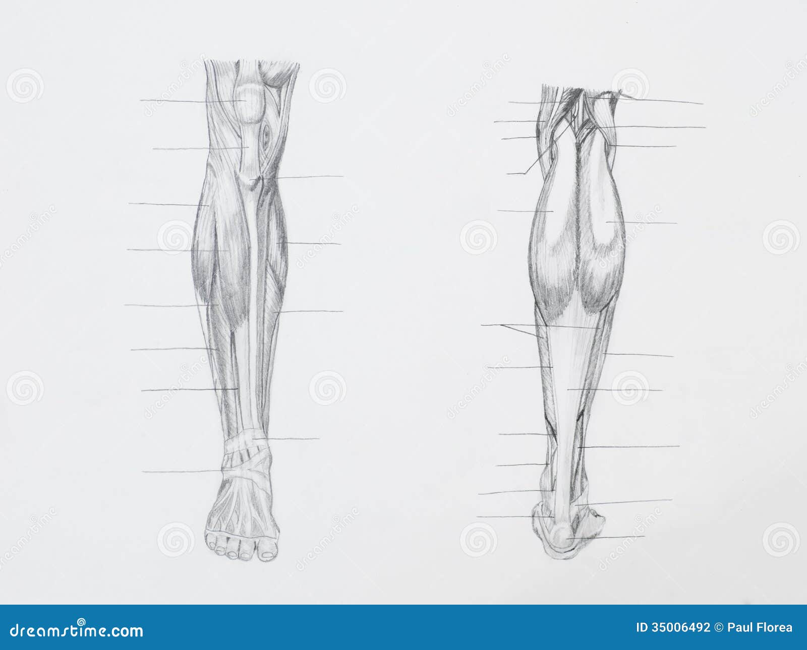 Het Potloodtekening Van Beenspieren Stock Foto - Image of voet ...