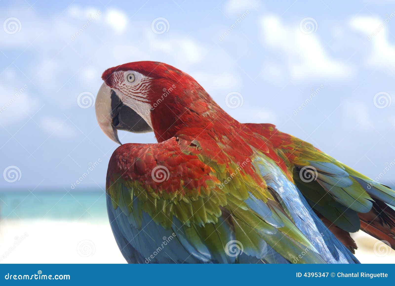 Het Profiel Van De Papegaai Stock Afbeelding - Image of wild, huisdier ...