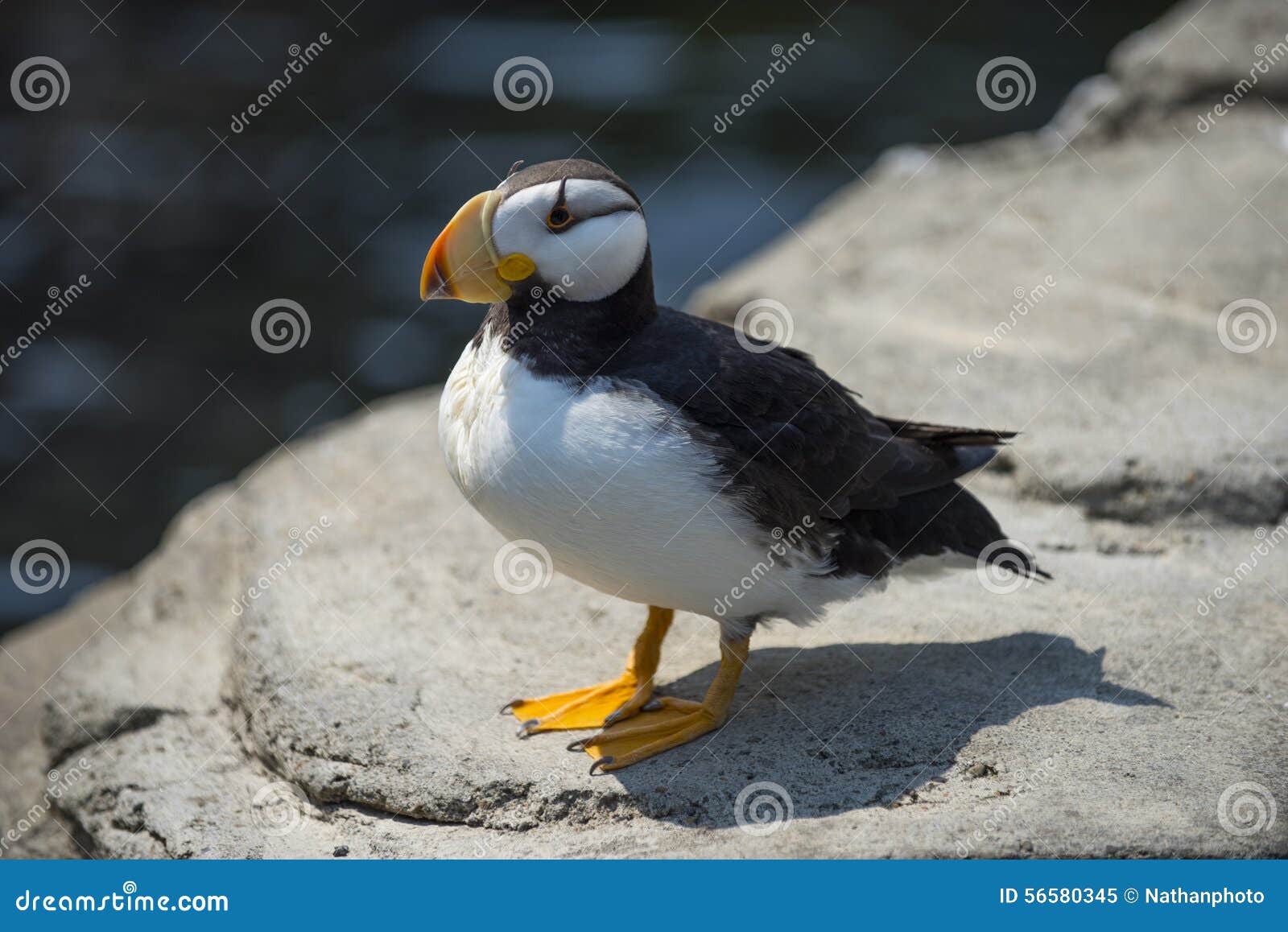 Het puffen vogel stock afbeelding. Image of rots, voeten - 56580345