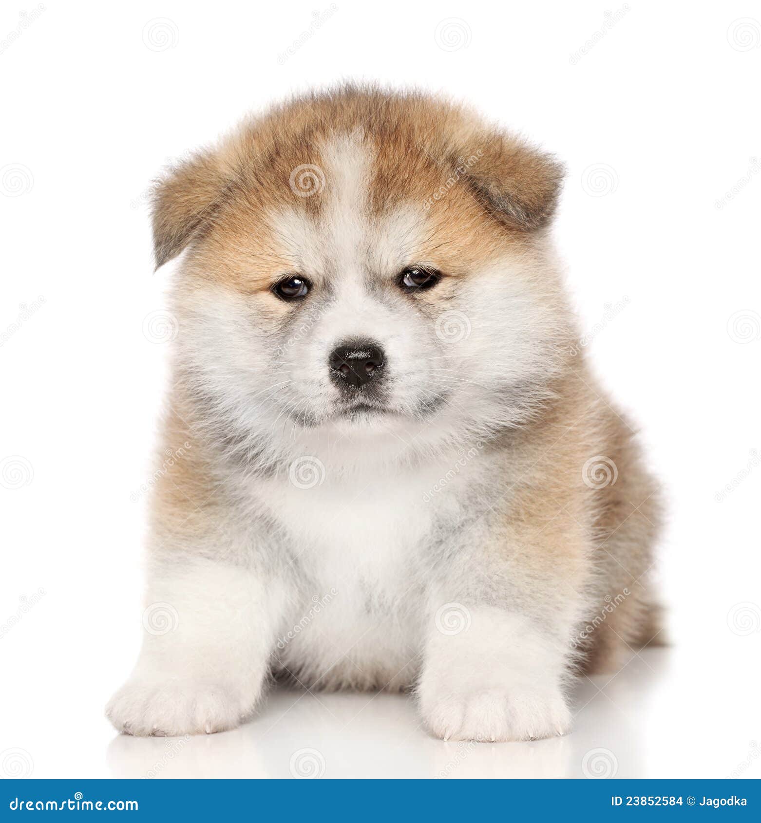 Het puppy van akita-Inu stock foto. Image of welp, gekweekt - 23852584
