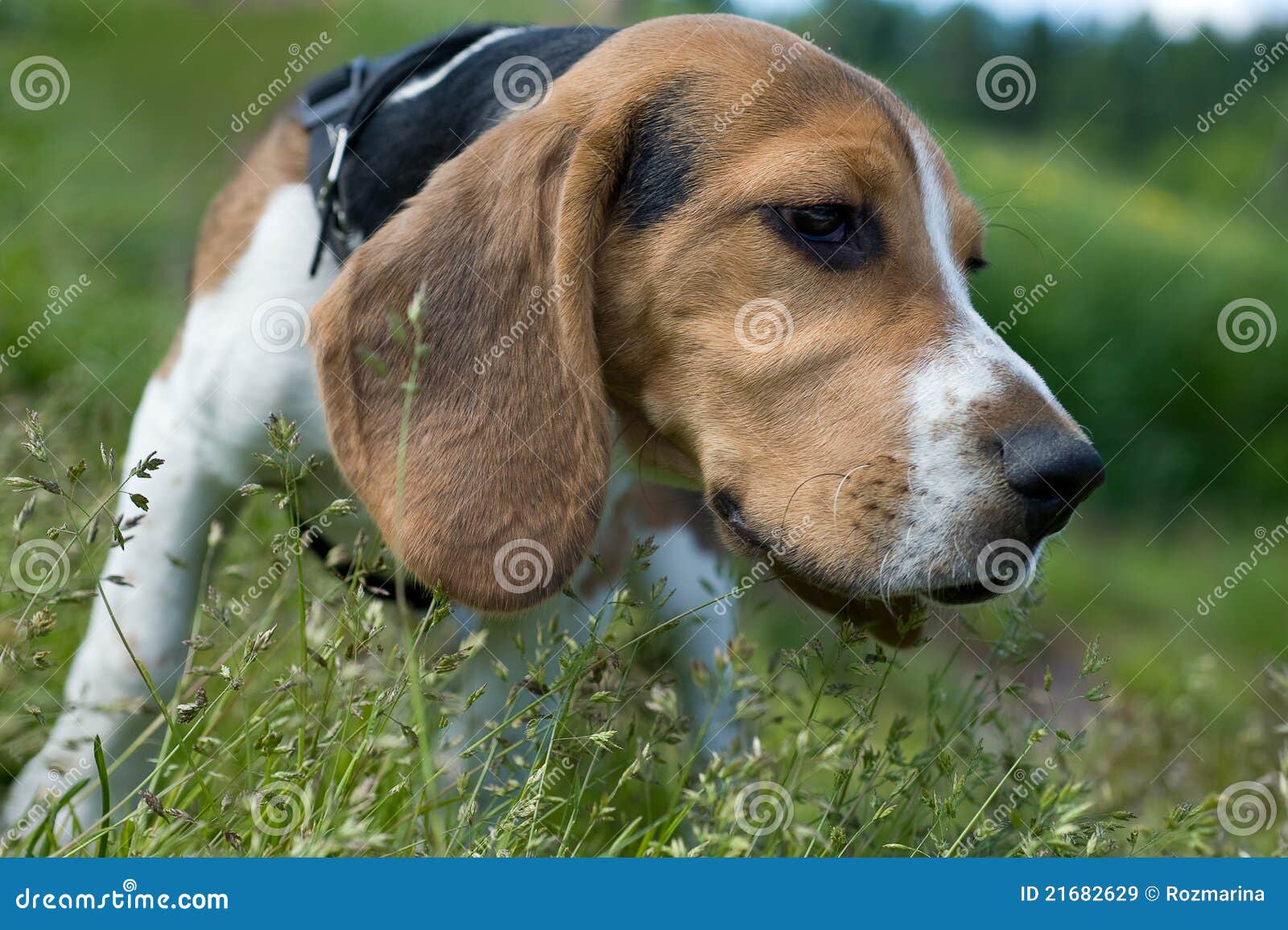 Het puppy van de brak stock afbeelding. Image of brutaal - 21682629