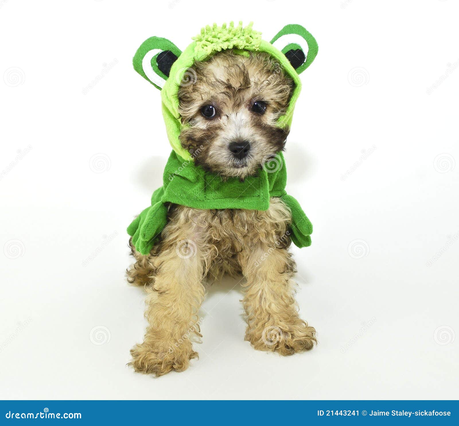 Het Puppy Van De Poedel in Een Kikkeruitrusting. Stock Afbeelding ...