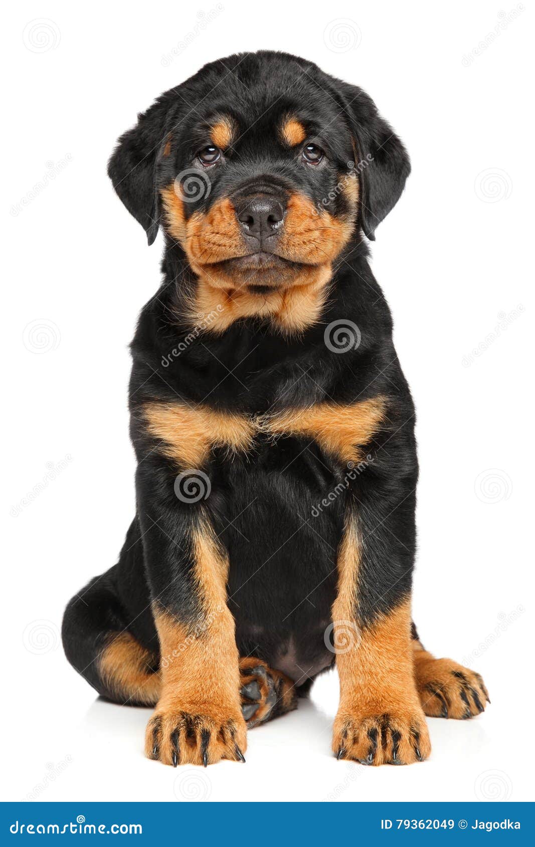 Het puppy van Rottweiler stock afbeelding. Image of rauw - 79362049