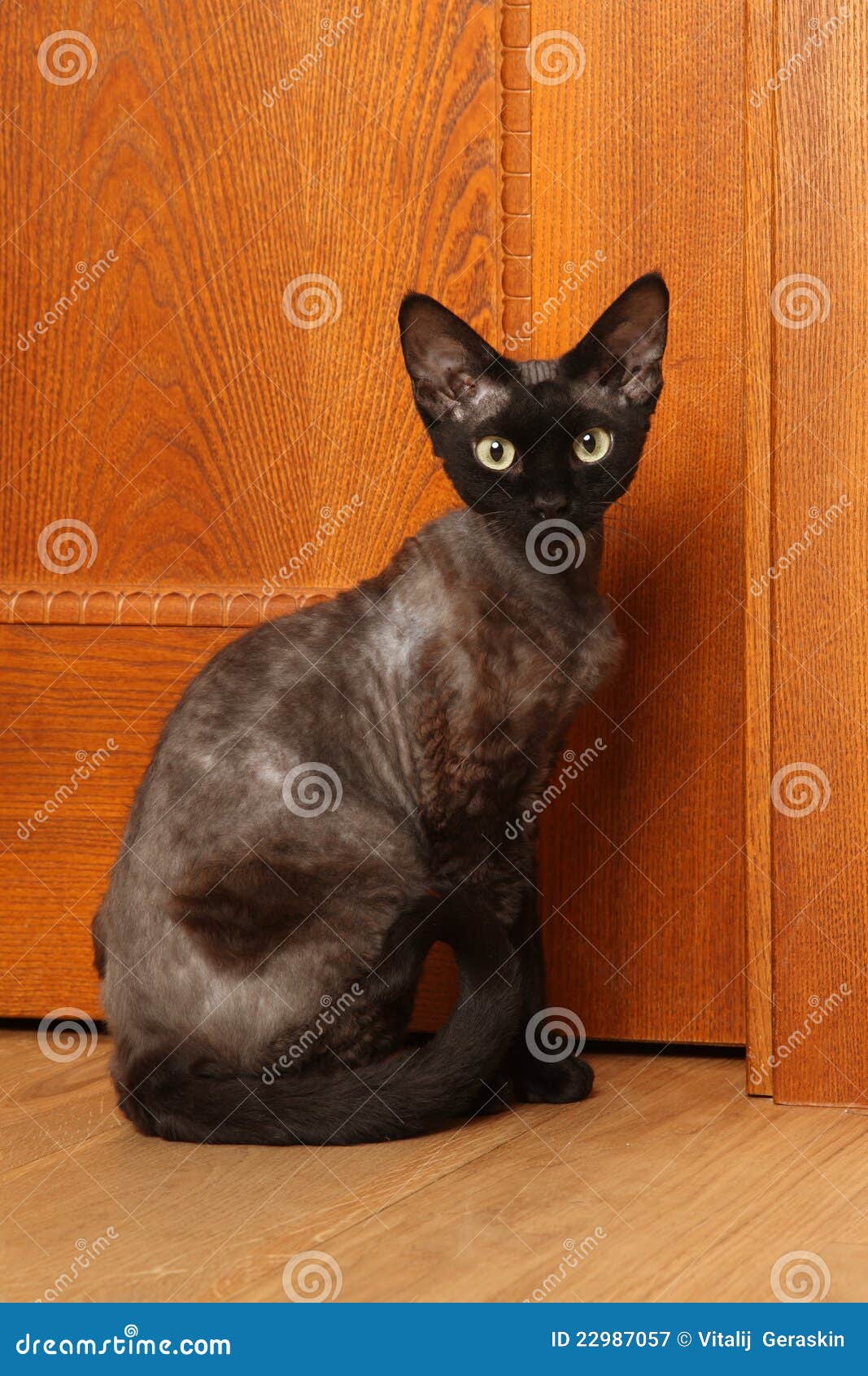 Het Ras Devon Rex Van De Kat Stock Afbeelding - Image of staar, binnen ...