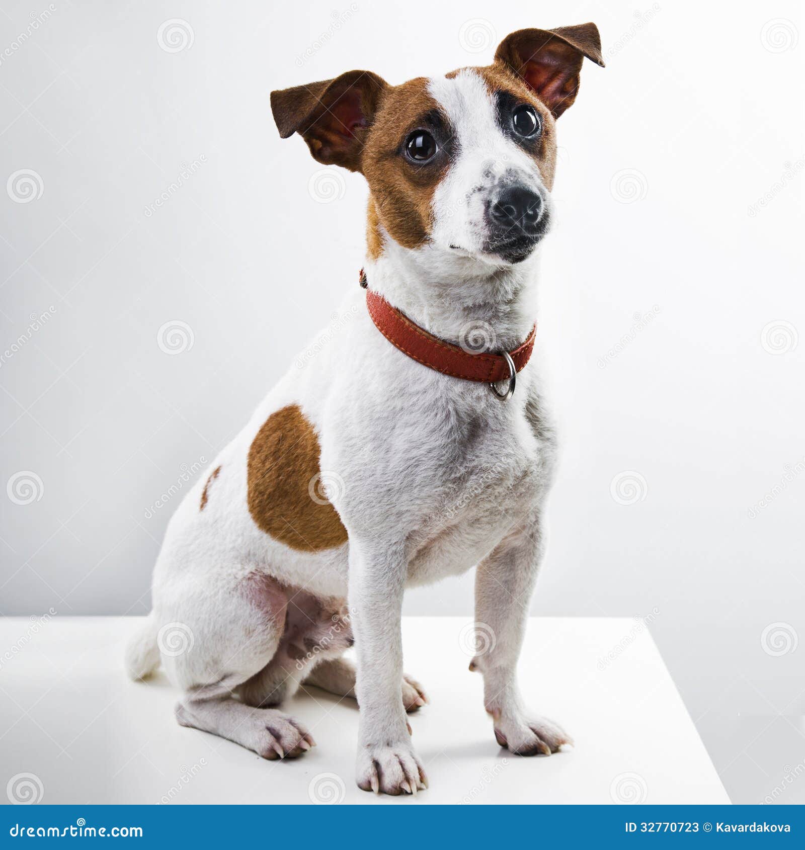 Het Ras Jack Russell Terrier Van De Jongenshond Stock Afbeelding ...