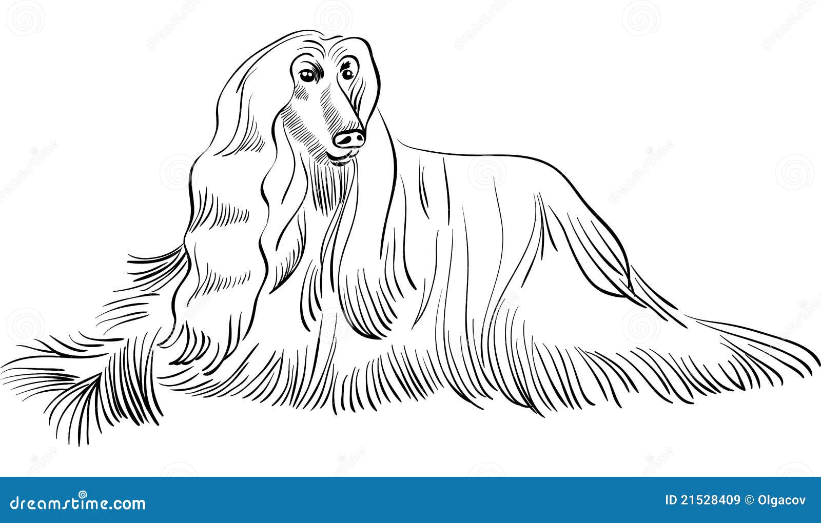 Het Ras Van De De Hond Het Afghaanse Hond Van De Schets Liggen Vector ...