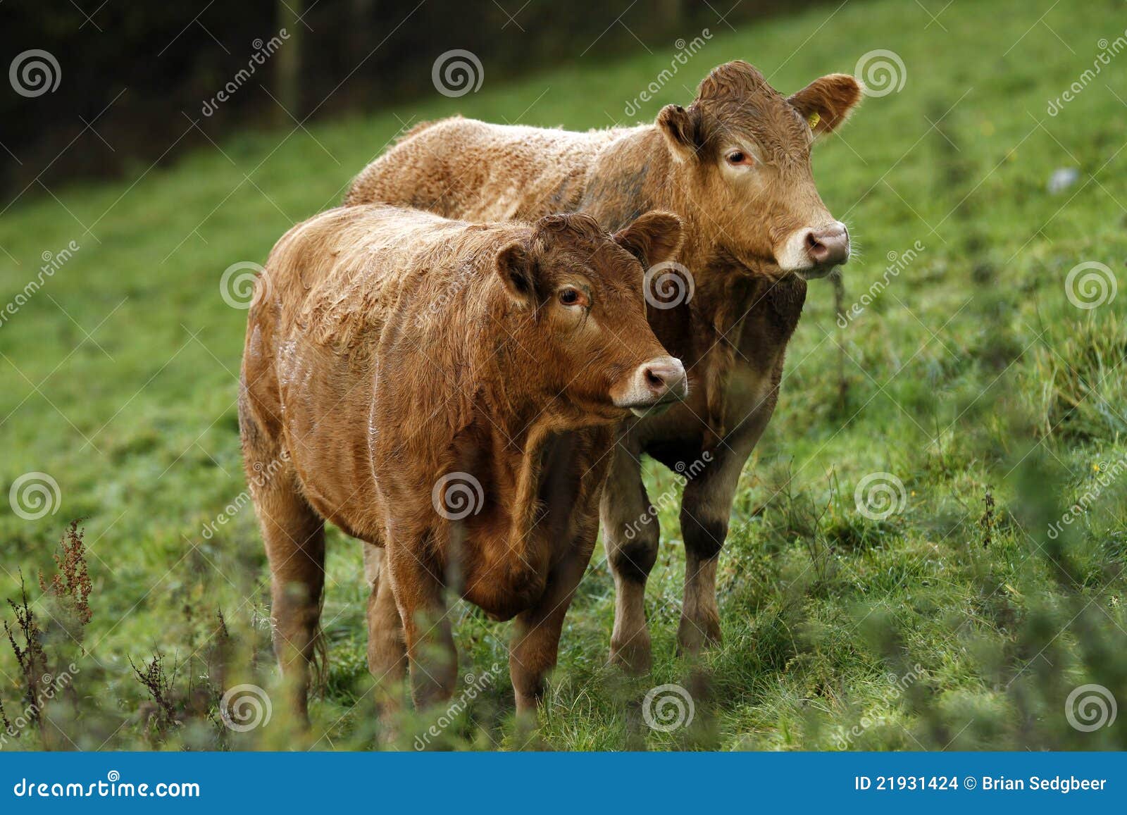 Het Ras Vee Zuid- Van Devon Stock Foto - Image of heuvel, rood: 21931424