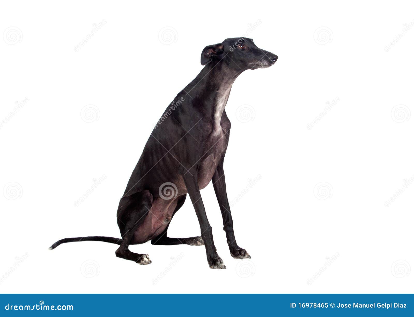 Het Rassenhond Van De Windhond Stock Afbeelding - Image of geïsoleerd ...