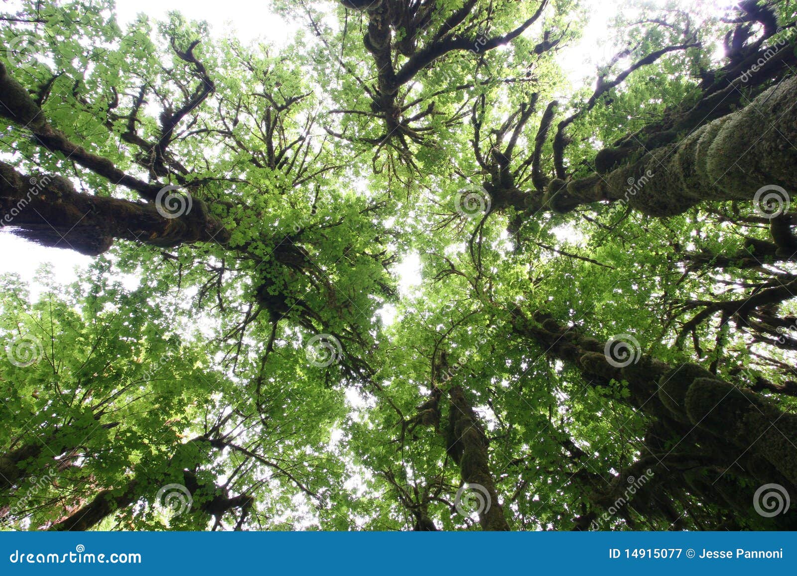 Het Regenwoud Van Hoh, De Staat Van Washington Stock Afbeelding - Image ...