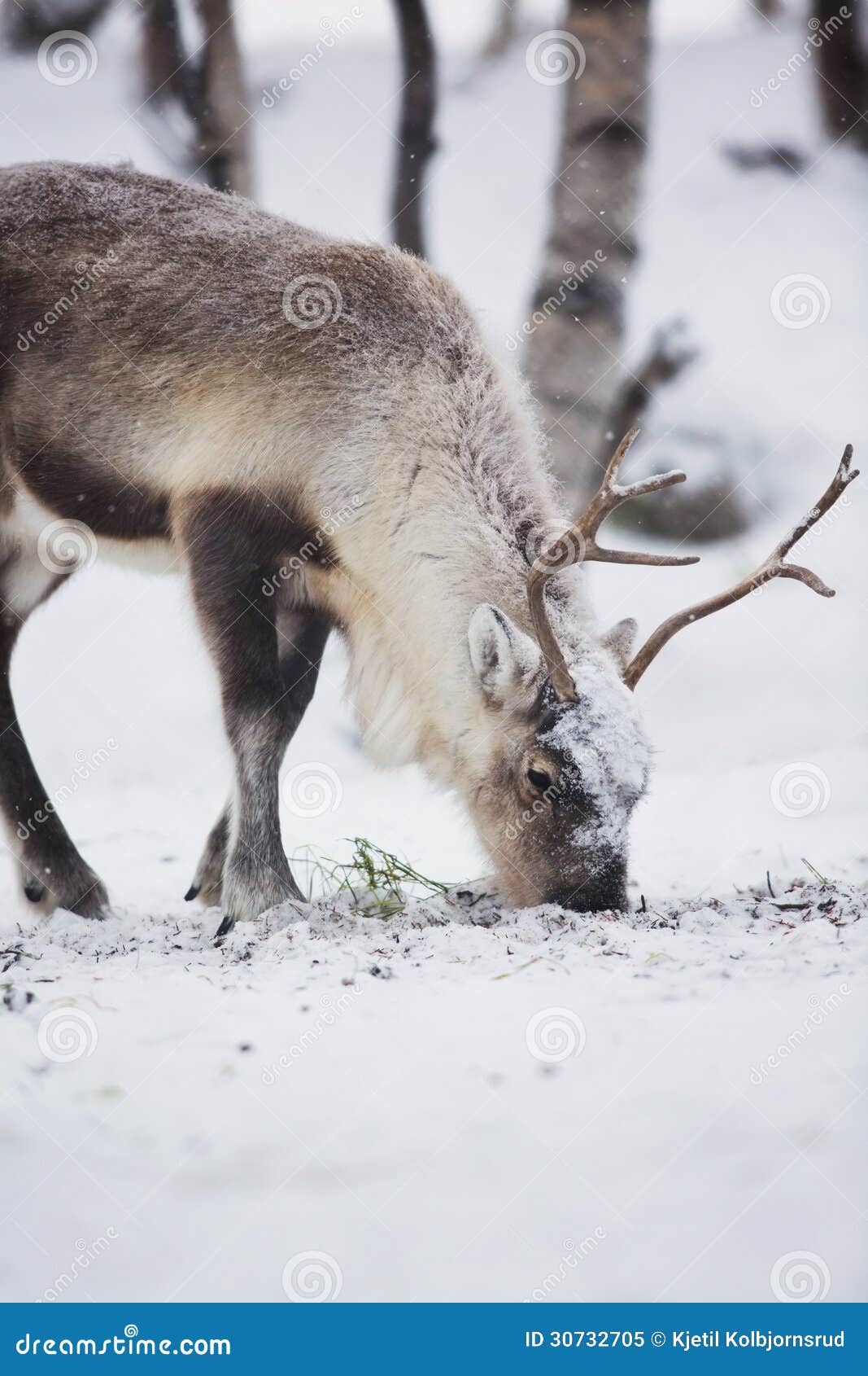 Het Rendier Eet in Een De Winterbos Stock Afbeelding - Image of bruin ...