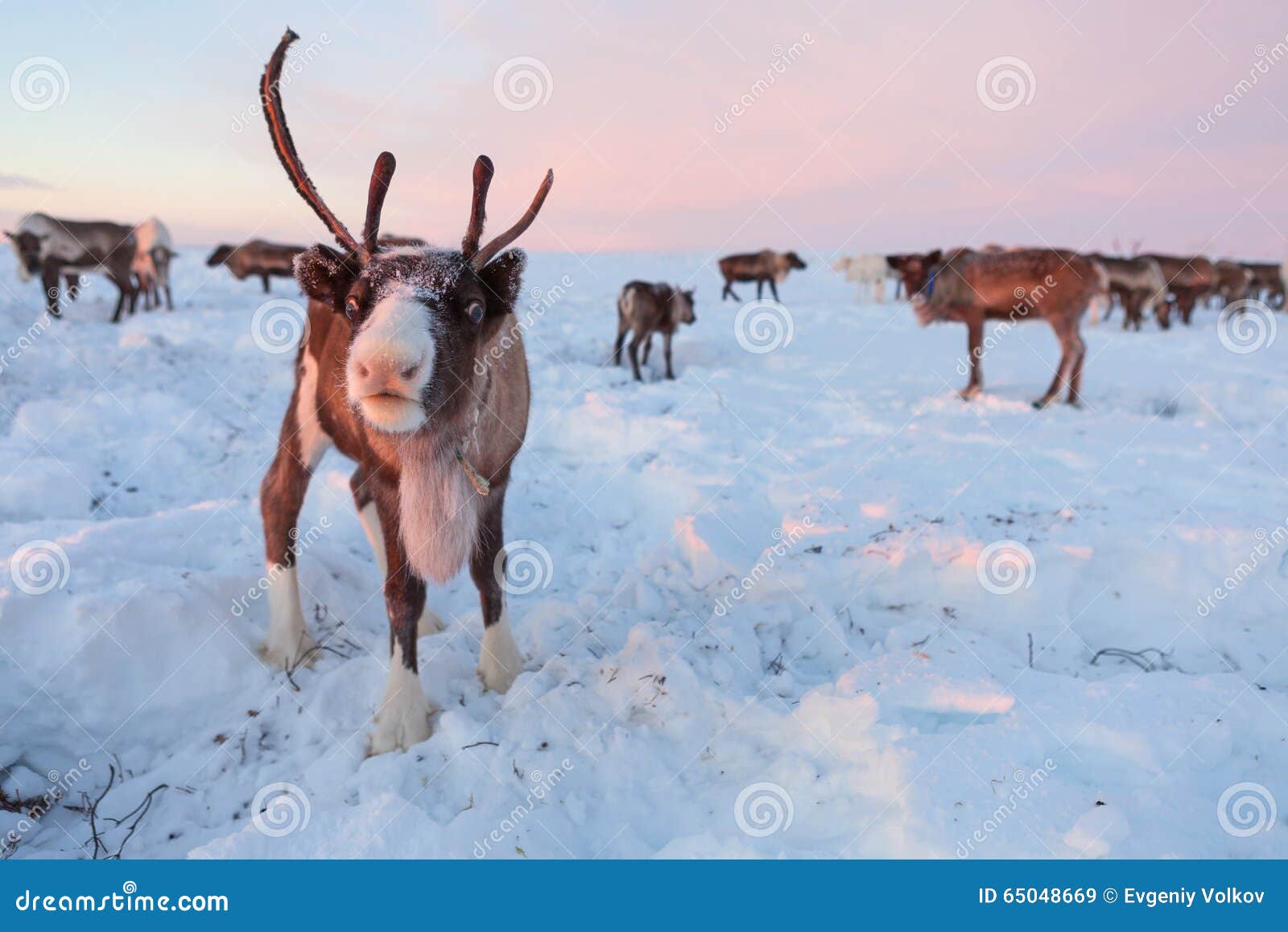 Het Rendier in Nenets-rendierherders Kampeert Stock Afbeelding - Image ...