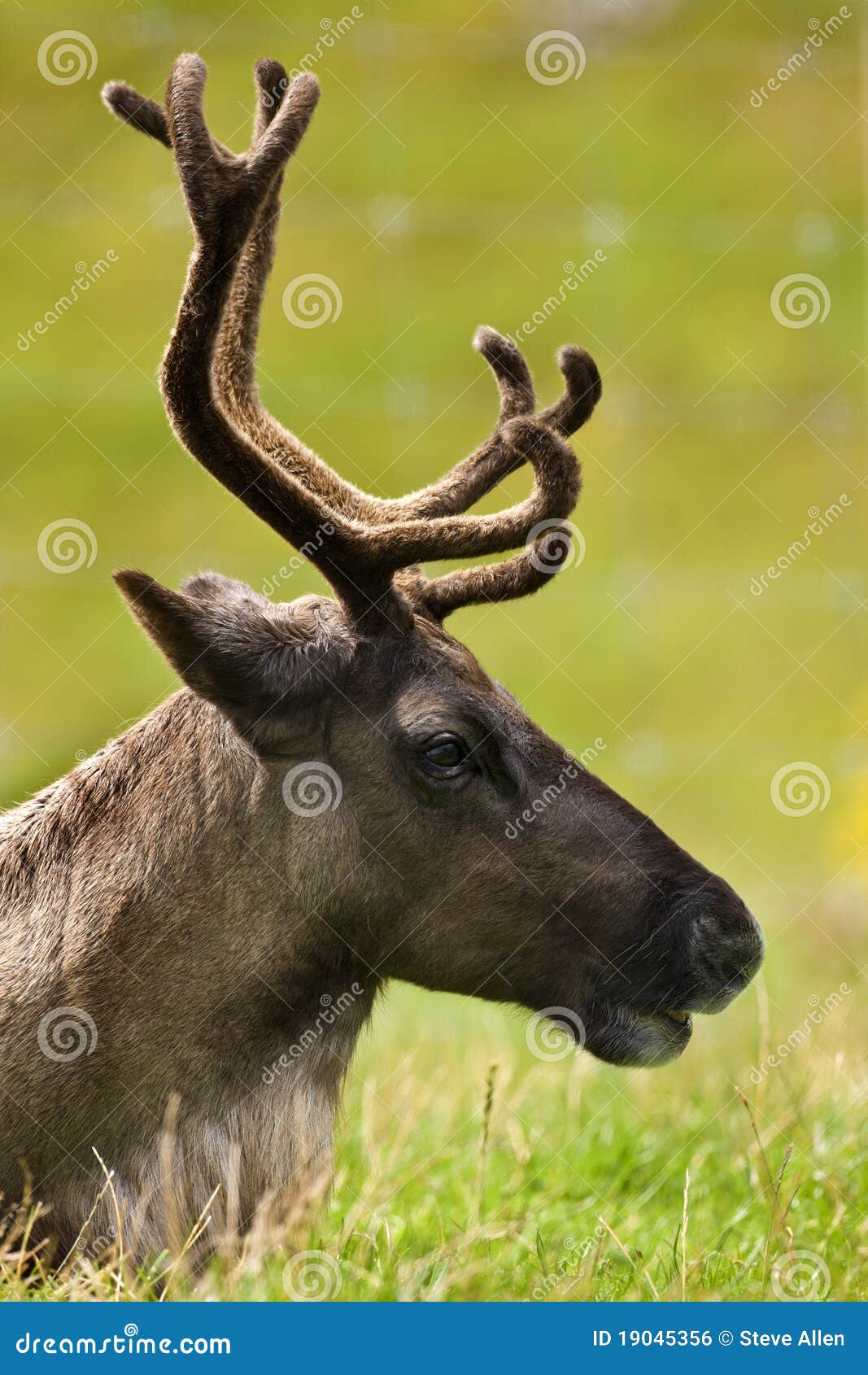 Het Rendier Van De Toendra - (tarandus Rangifer) Stock Foto - Image of ...