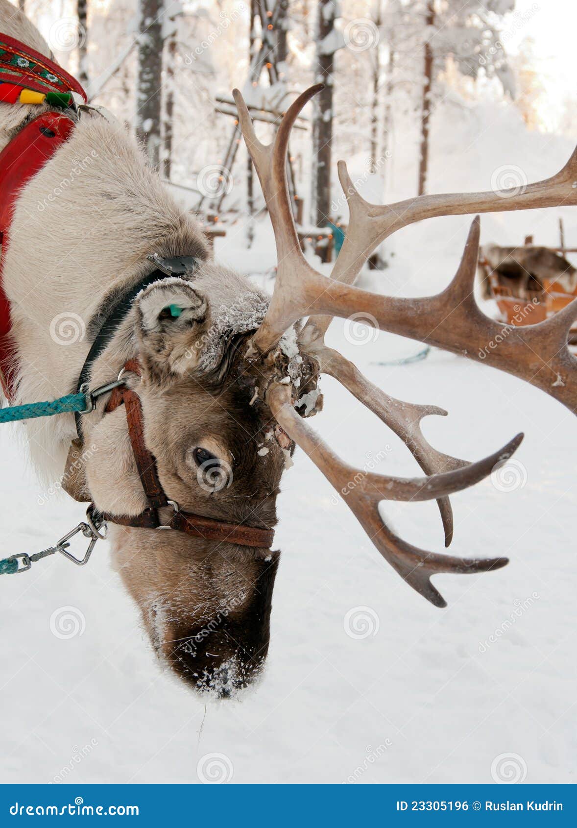 Het Rendier van Kerstmis stock foto. Image of seizoen - 23305196