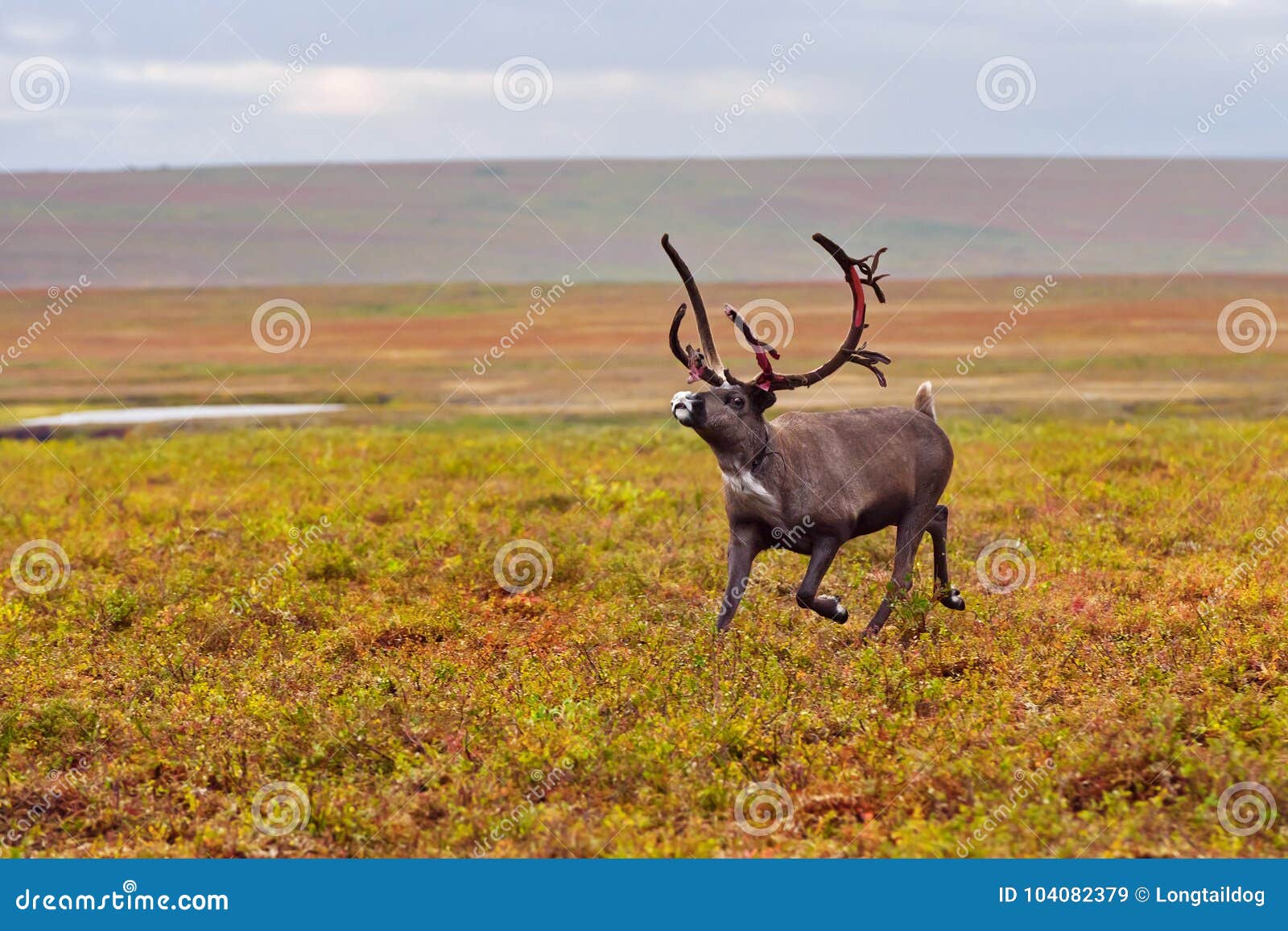 Het Rendier Weidt in De Polaire Toendra Stock Afbeelding - Image of ...