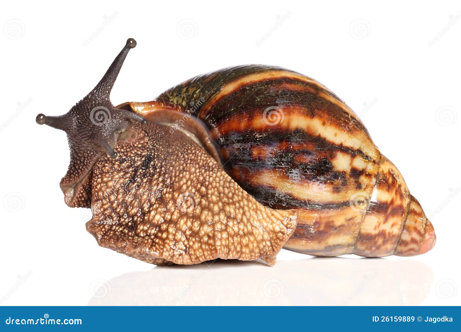 Het Reuze Afrikaanse Slak Kruipen Stock Afbeelding - Image of jong ...