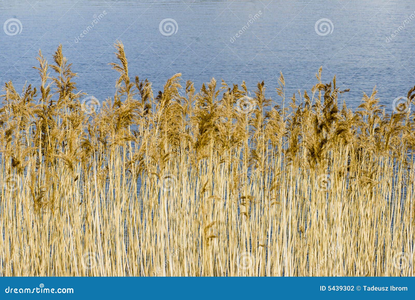 Het riet stock foto. Image of najaar, eend, zonsondergang - 5439302