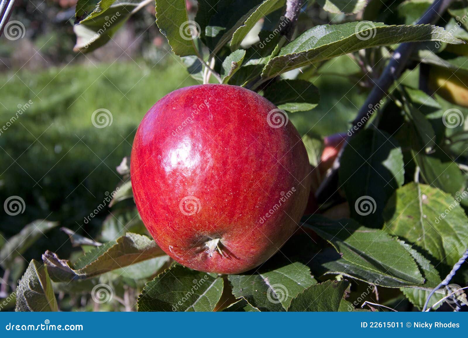Het Rode Appel Groeien in Een Boomgaard Stock Afbeelding - Image of ...