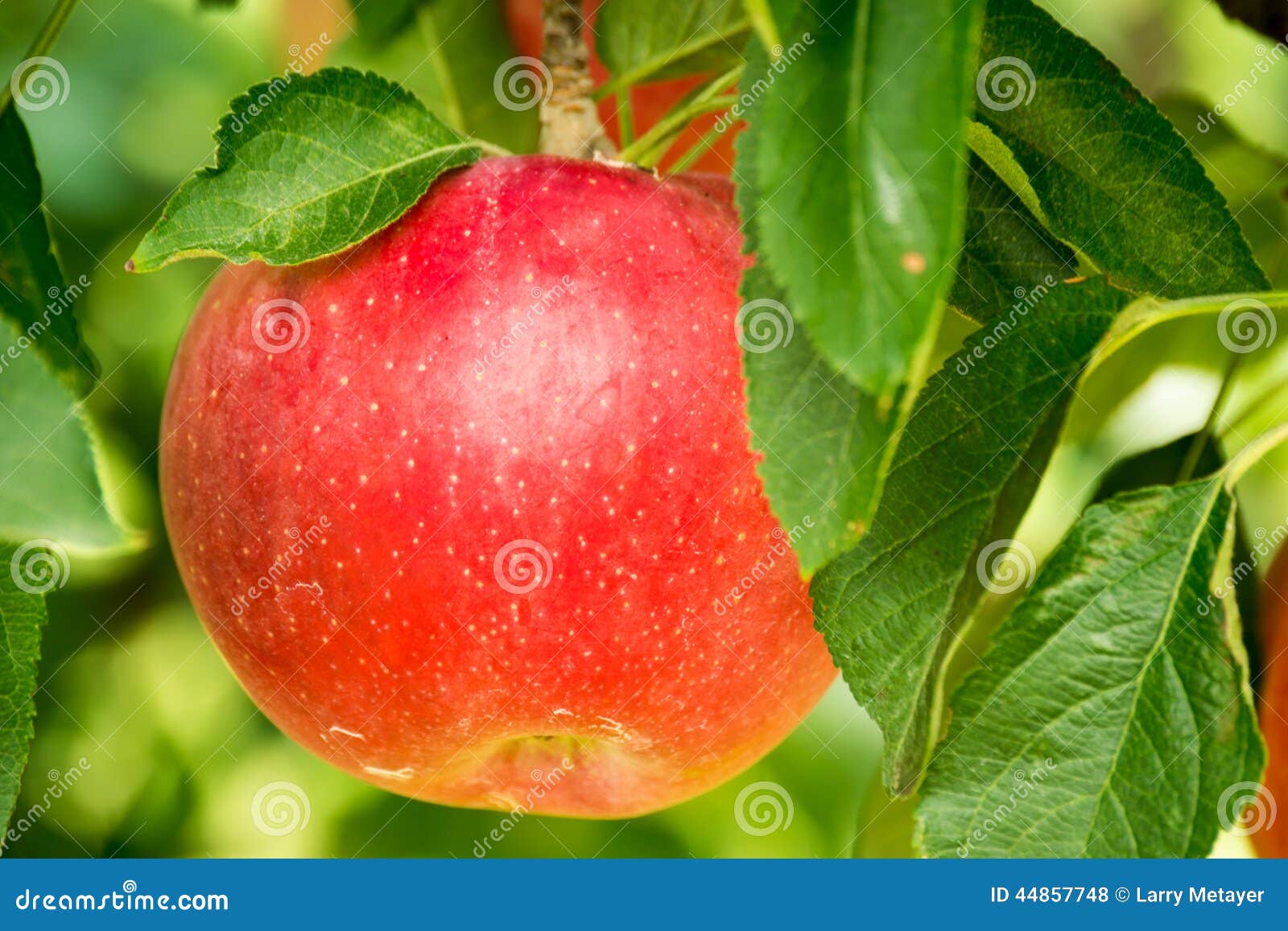 Het Rode Apple-groeien Op Een Apple-Boom Stock Foto - Image of groei ...