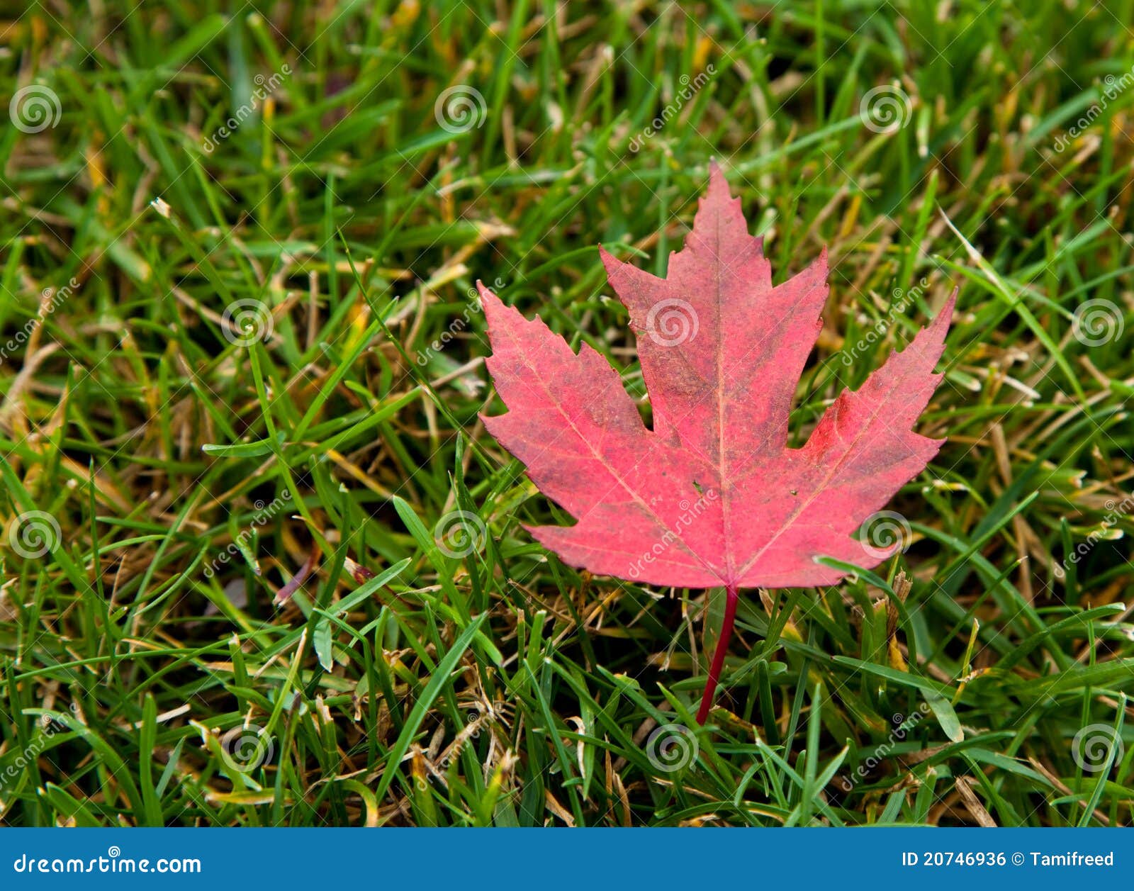 Het Rode Blad Van De Esdoorn Stock Foto - Image of blad, vorm: 20746936