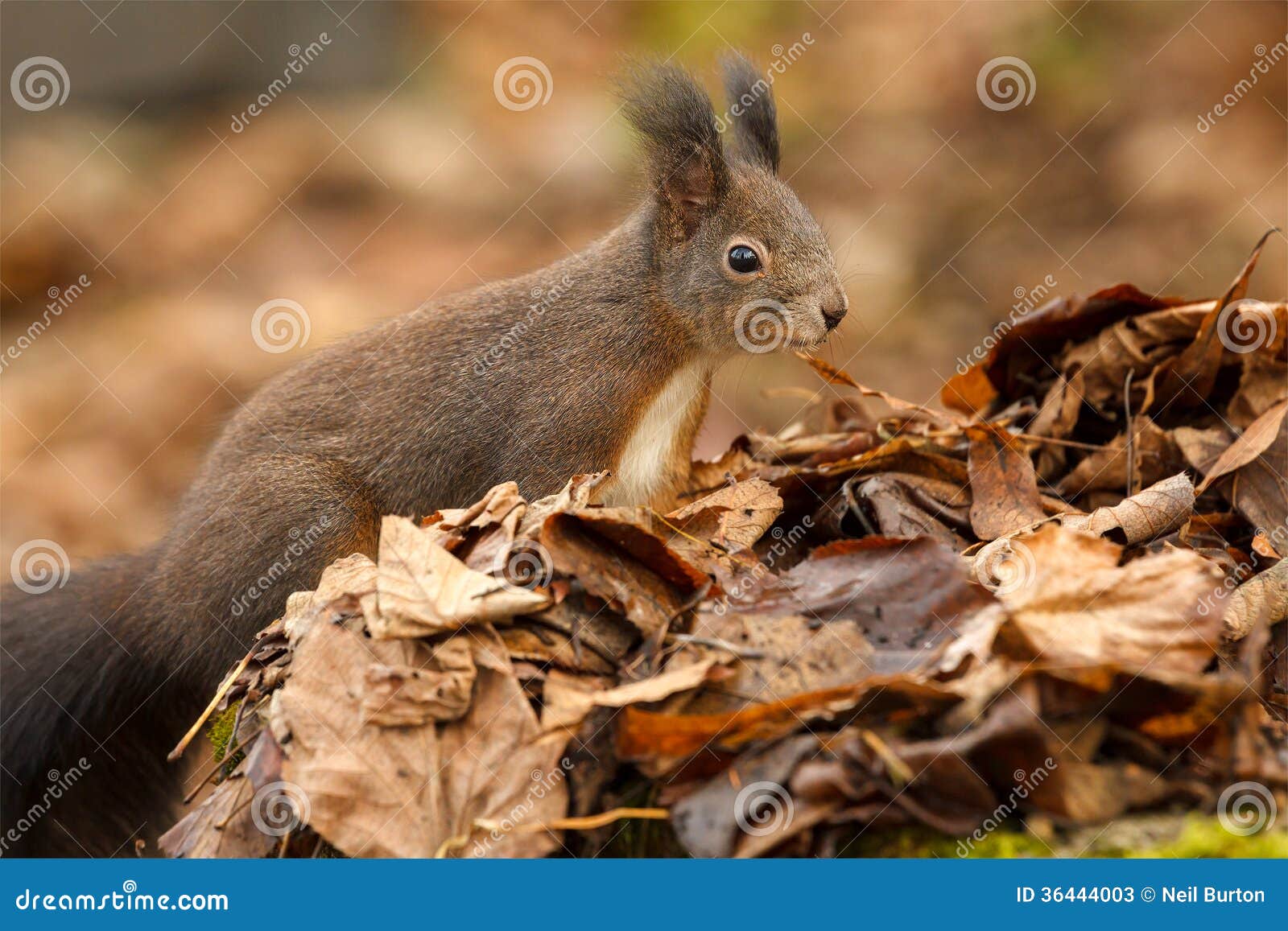 Het Rode Eekhoorn Voederen in Dode Bladeren Stock Afbeelding - Image of ...