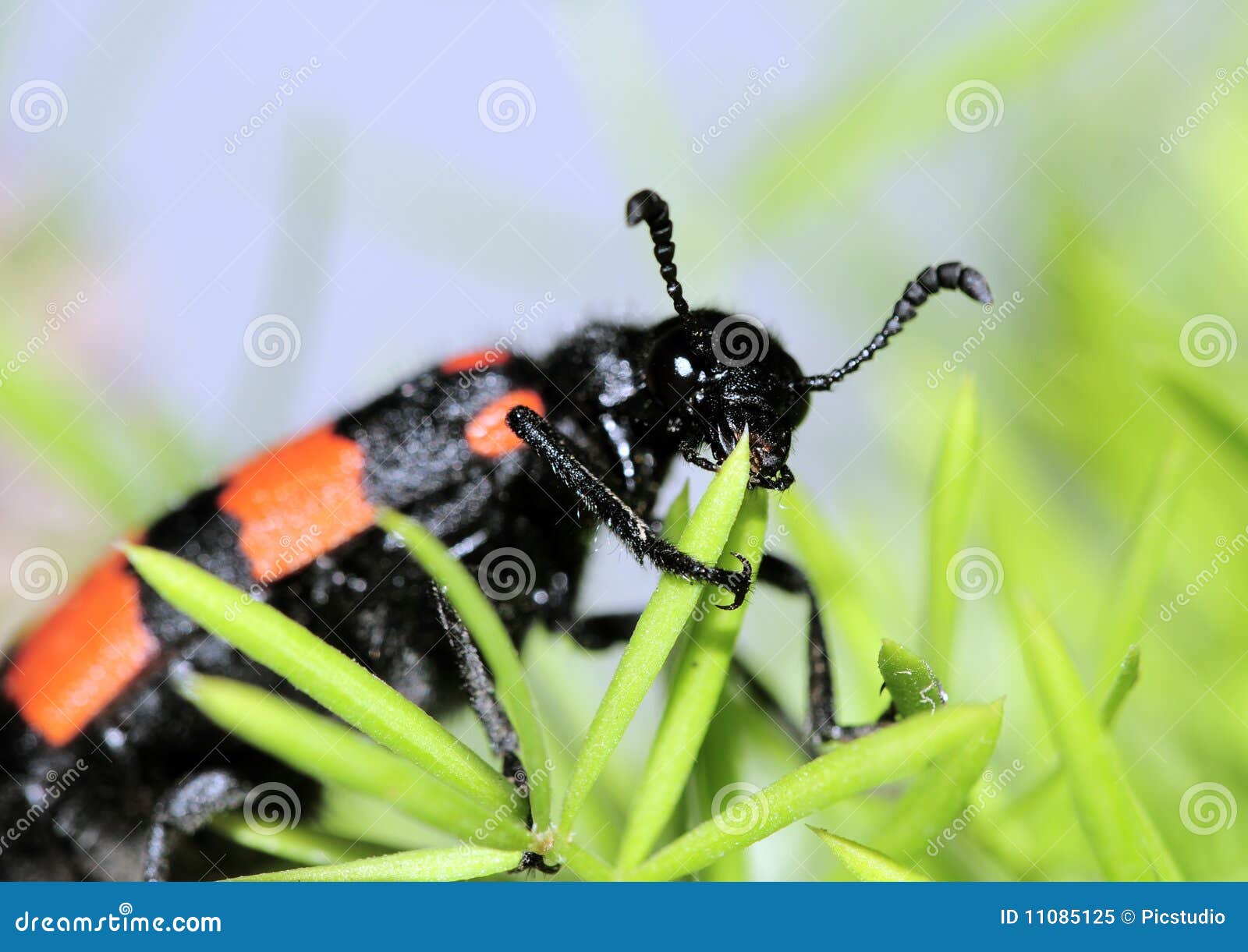Het Rode En Zwarte Insect Van De Tuin Stock Afbeelding - Image of benen ...