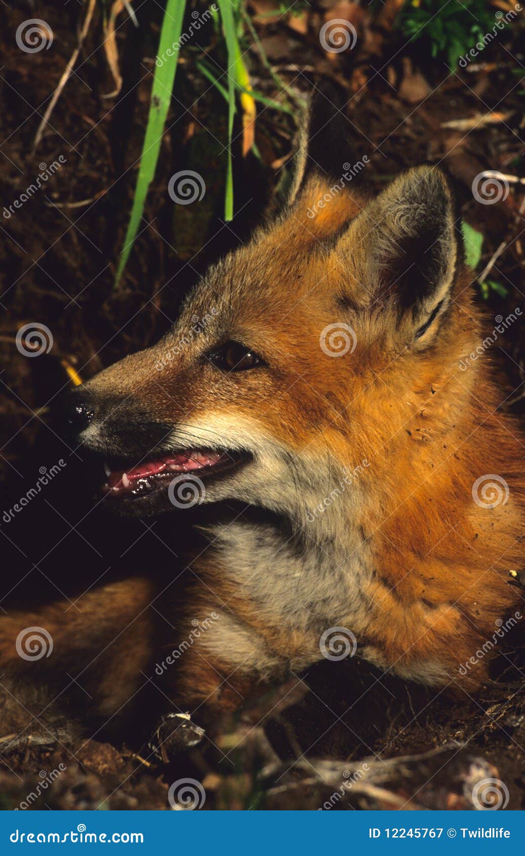 Het Rode Jong Van De Vos Bij Hol Stock Afbeelding - Image of buiten ...