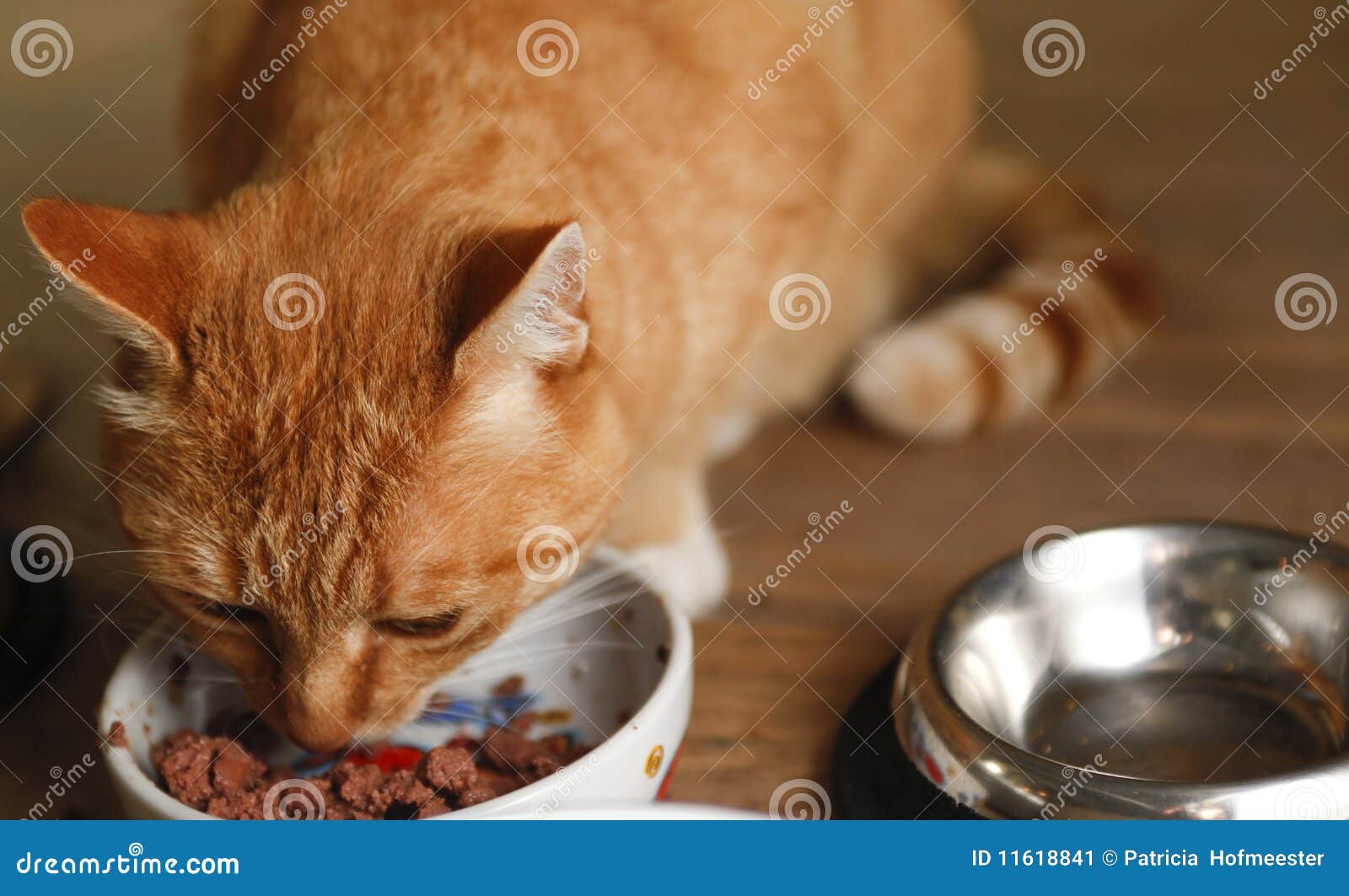 Het rode kat eten stock afbeelding. Image of gestreept - 11618841