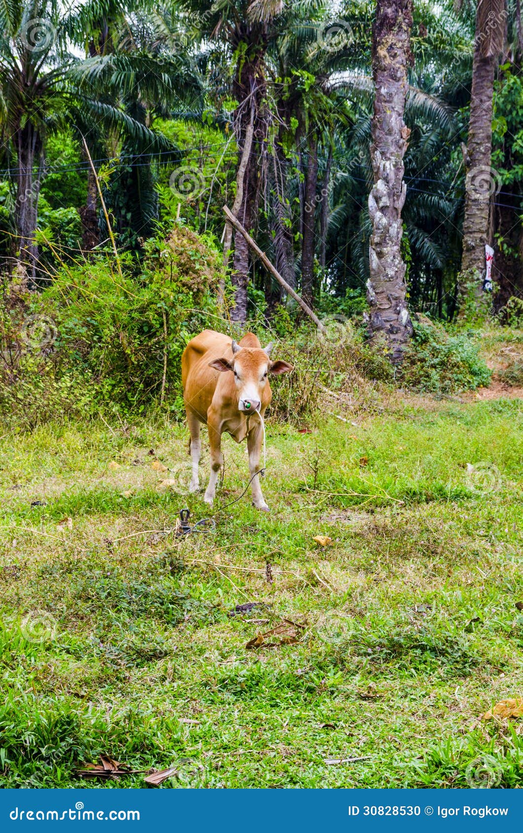 Het Rode Koe Weiden in Een Thais Dorp Stock Foto - Image of brahman ...