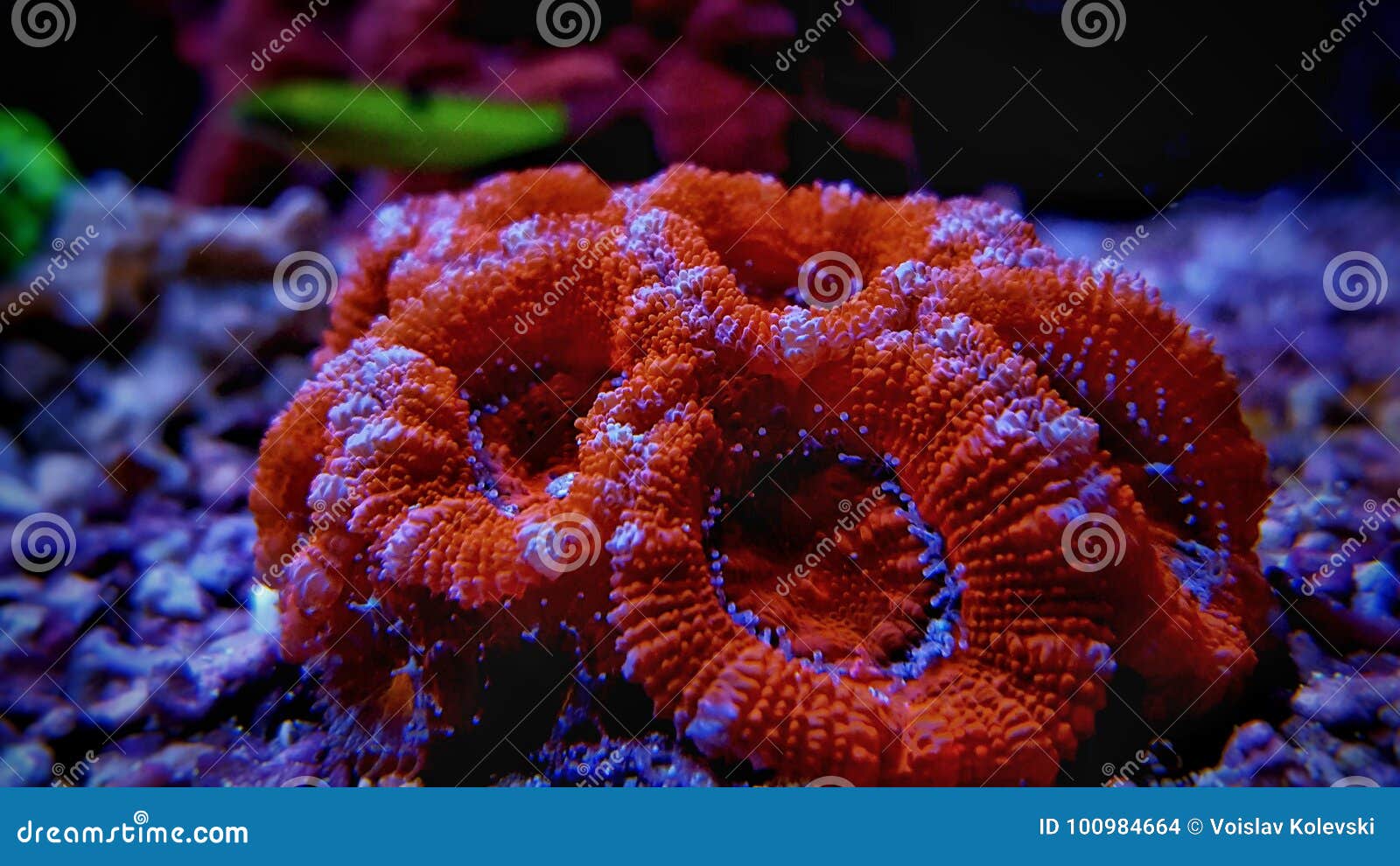 Het Rode Koraal Van Acanthastrea Lps in Ertsadertank Stock Foto - Image ...