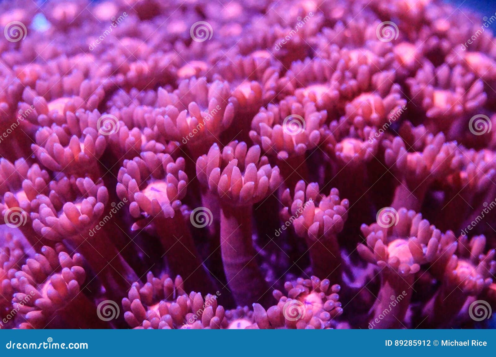 Het Rode Koraal Van De Bloempot Stock Foto - Image of kolonie, rood ...