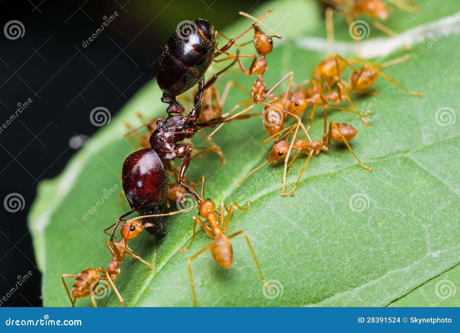 Het rode leger van Mieren stock foto. Image of blad, groen - 28391524